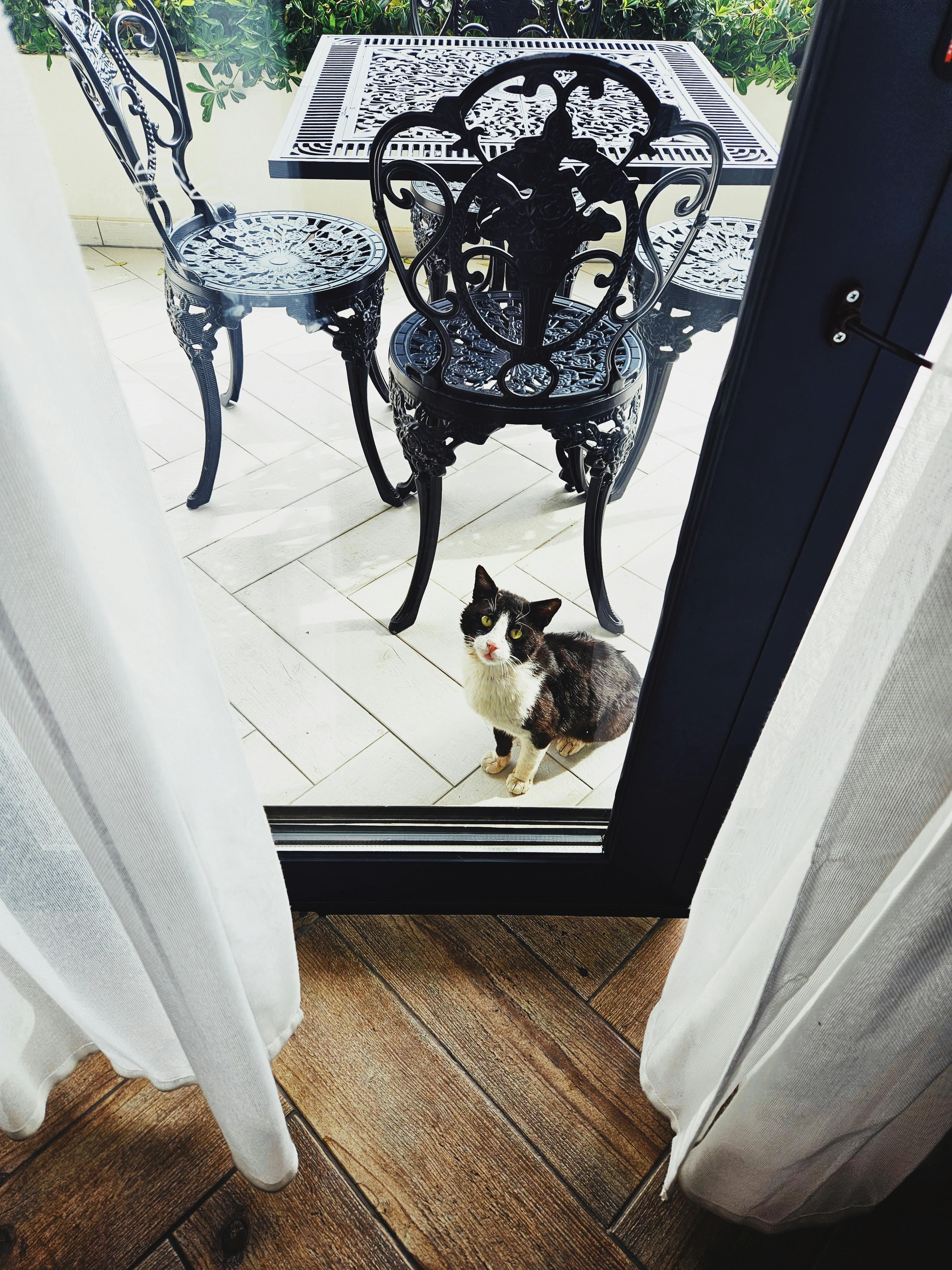 Cat behind Window · Free Stock Photo