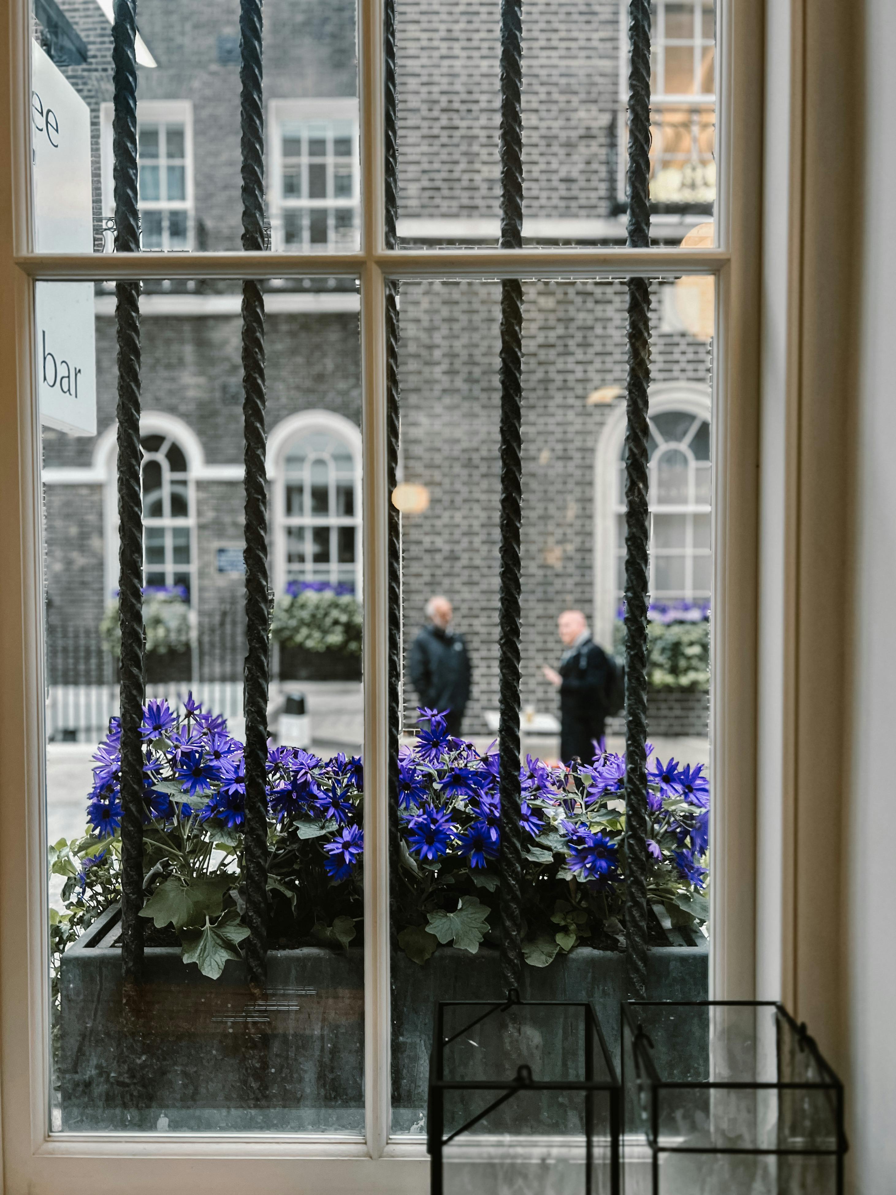 Flowers behind Windows · Free Stock Photo
