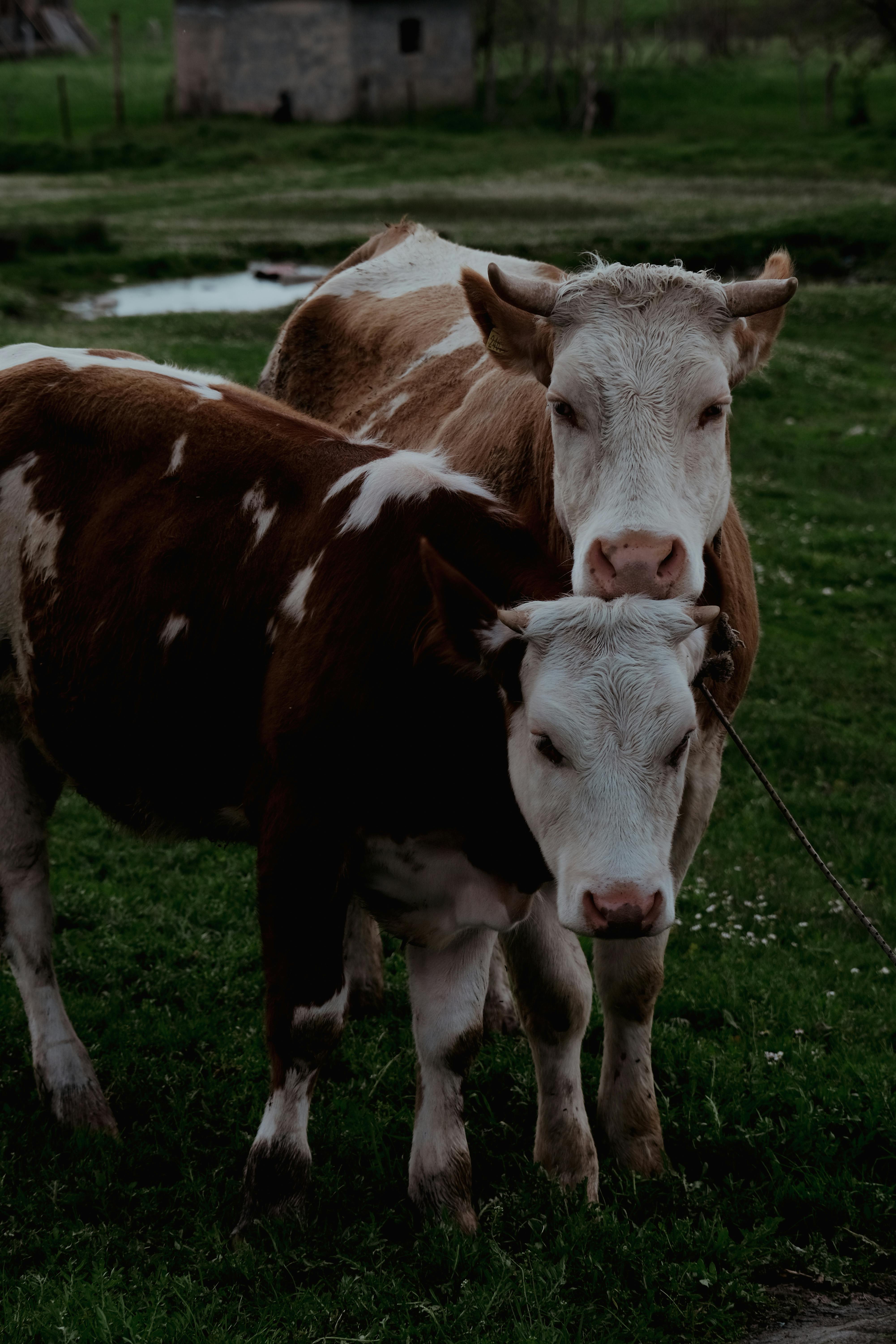 Brown Cattle on Open Field · Free Stock Photo