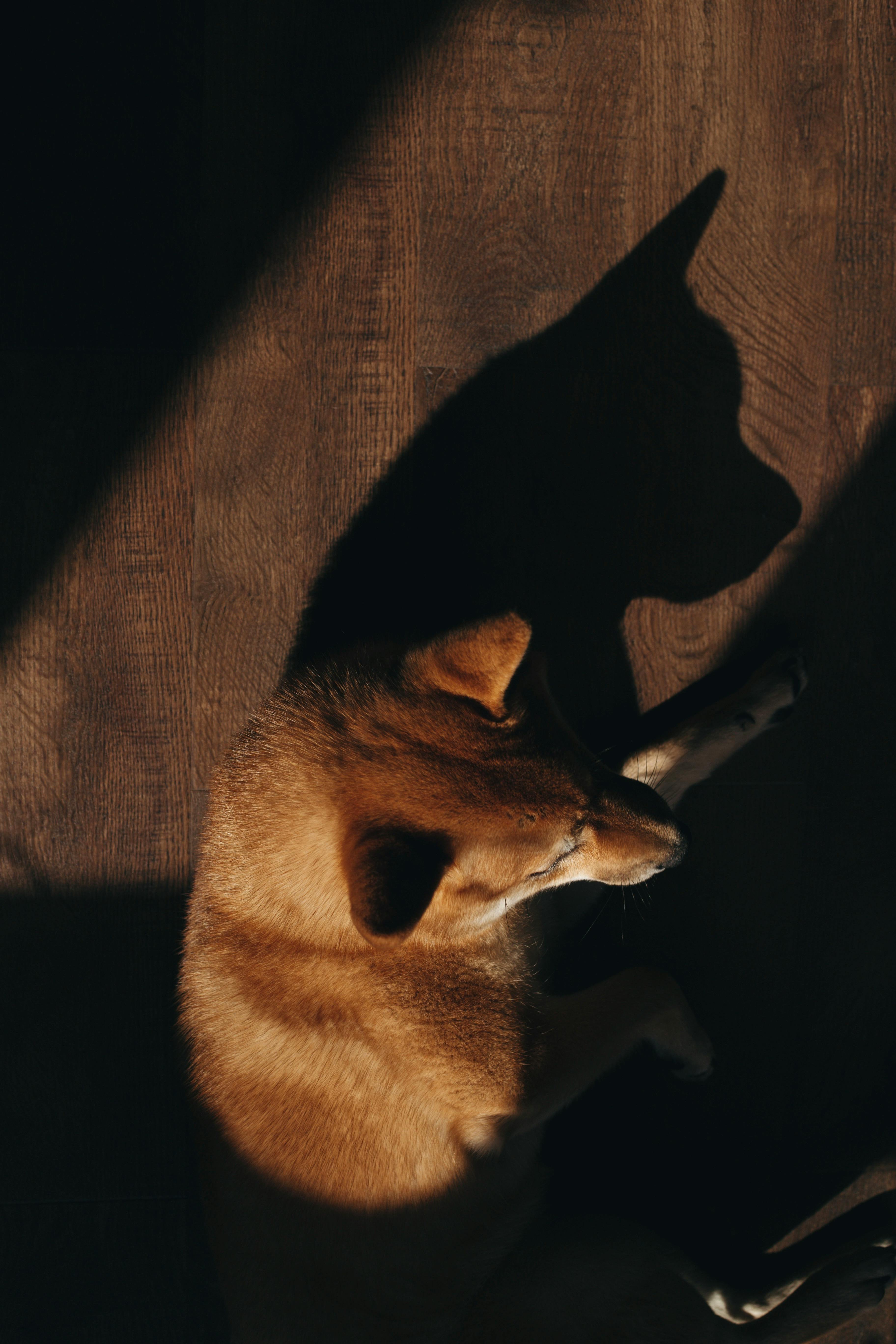 Top View of a Dog and its Shadow · Free Stock Photo