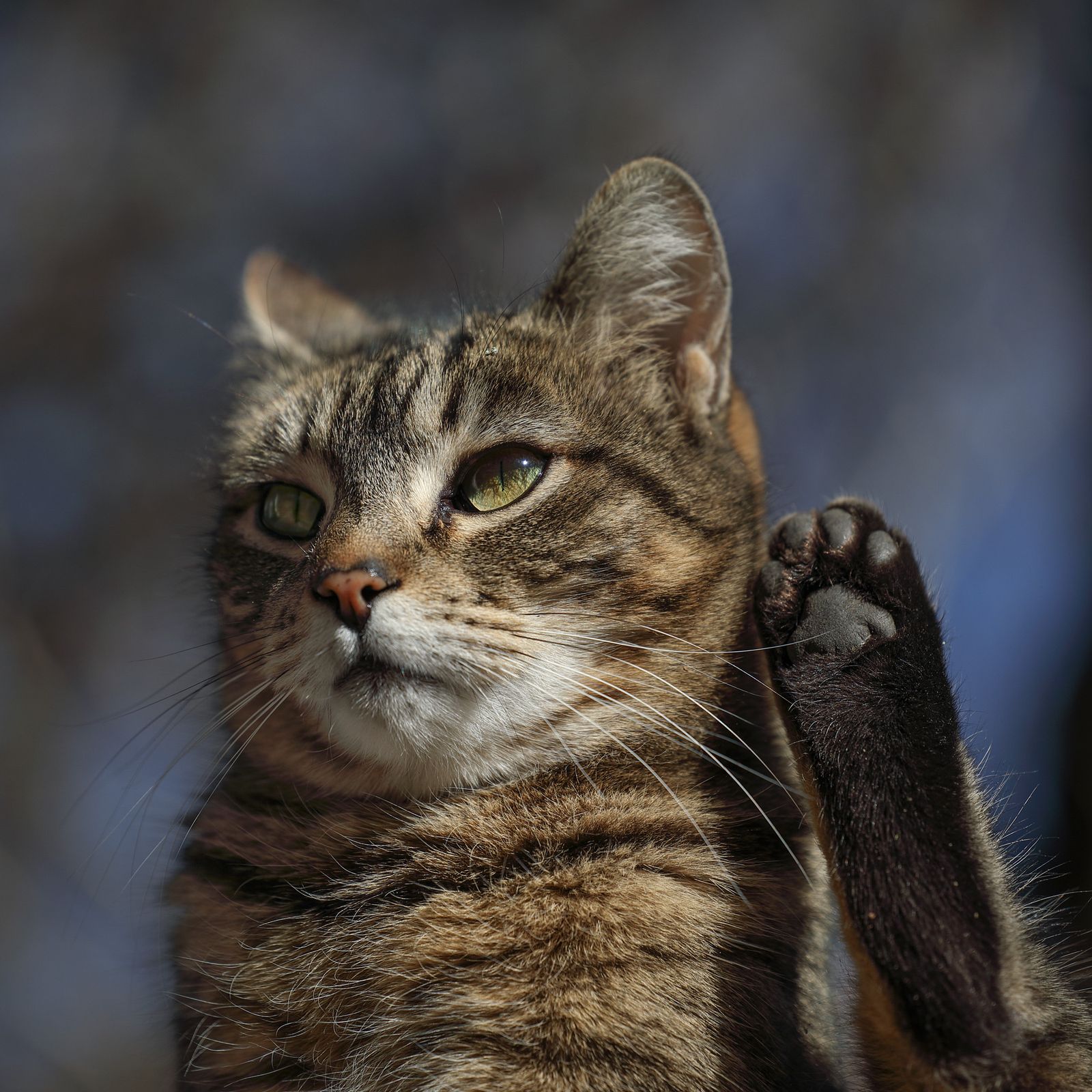 Saluting Cat Photos, Download The BEST Free Saluting Cat Stock Photos ...