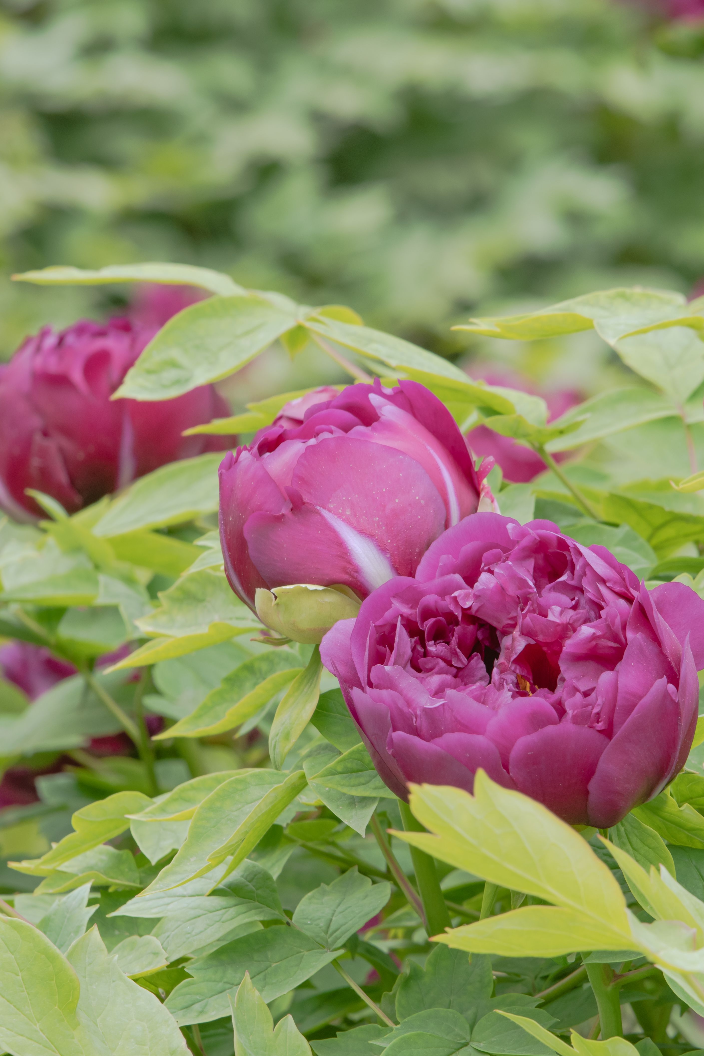 Close up of Pink Flowers · Free Stock Photo
