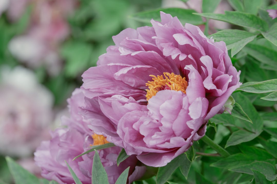 Peonies in South Carolina Bloom with Springtime Joy