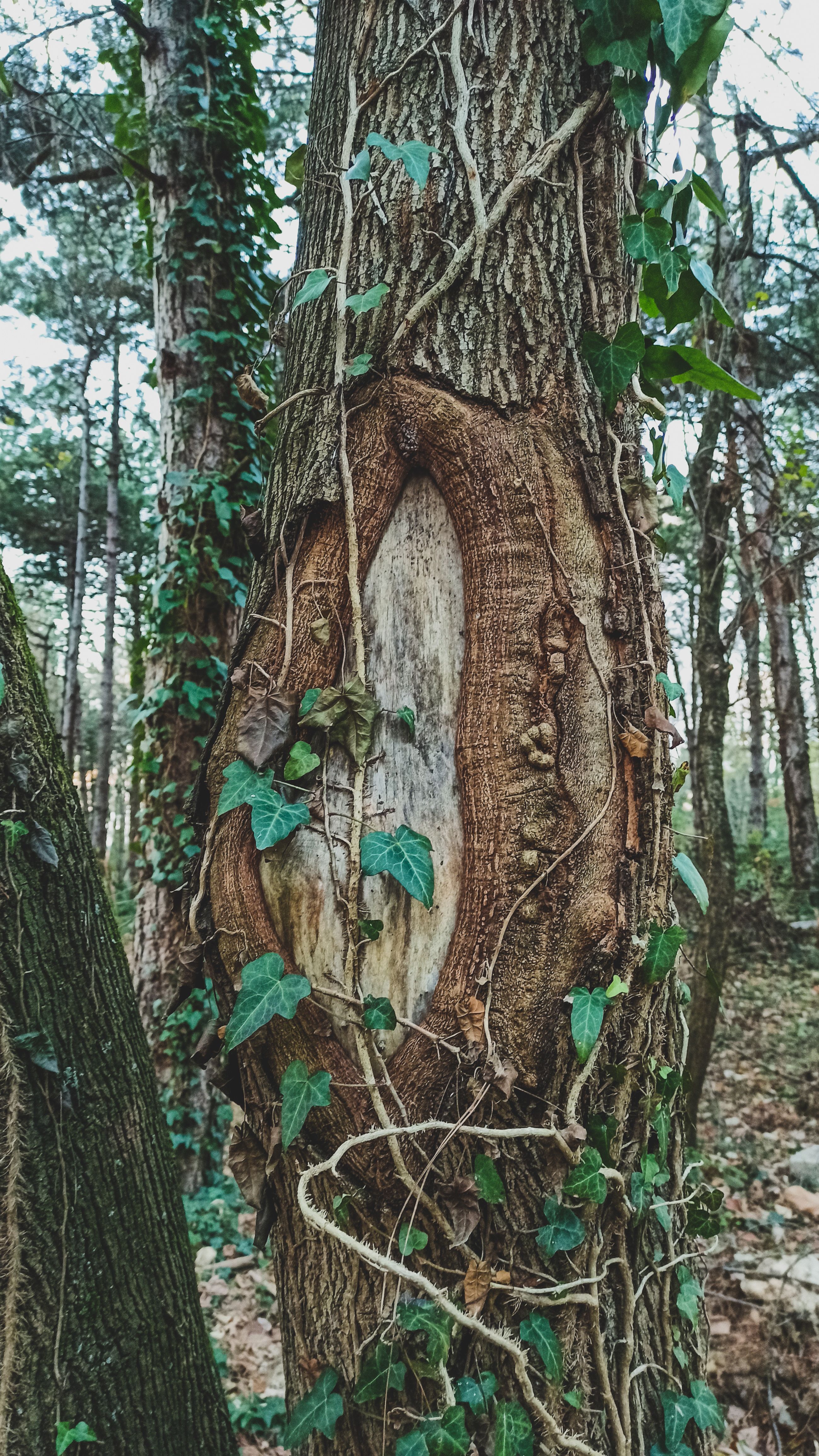 A Tree in a Forest Overgrown with Ivy · Free Stock Photo