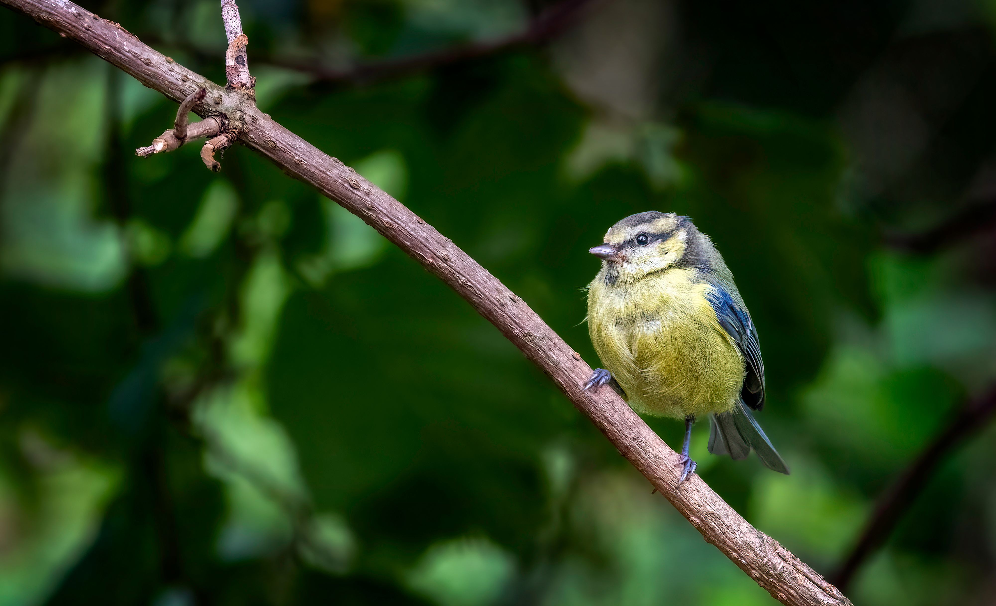 Close up of Songbird · Free Stock Photo
