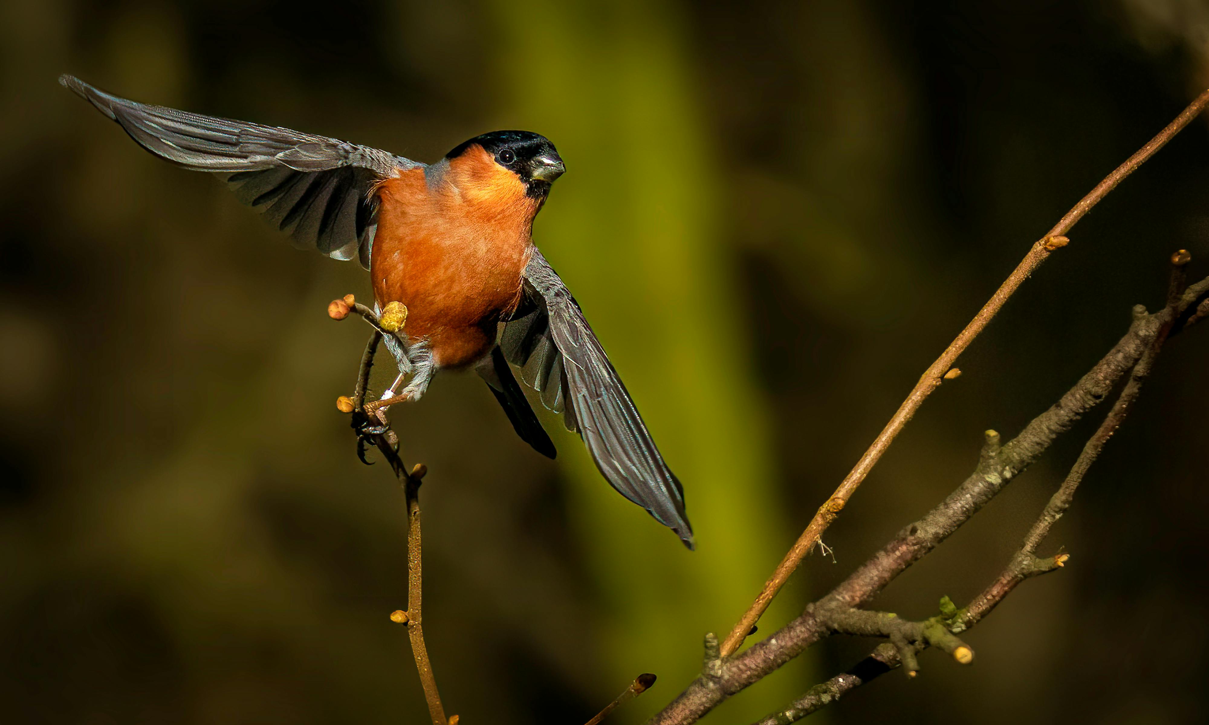 Bullfinch Flying Photos, Download The BEST Free Bullfinch Flying Stock ...