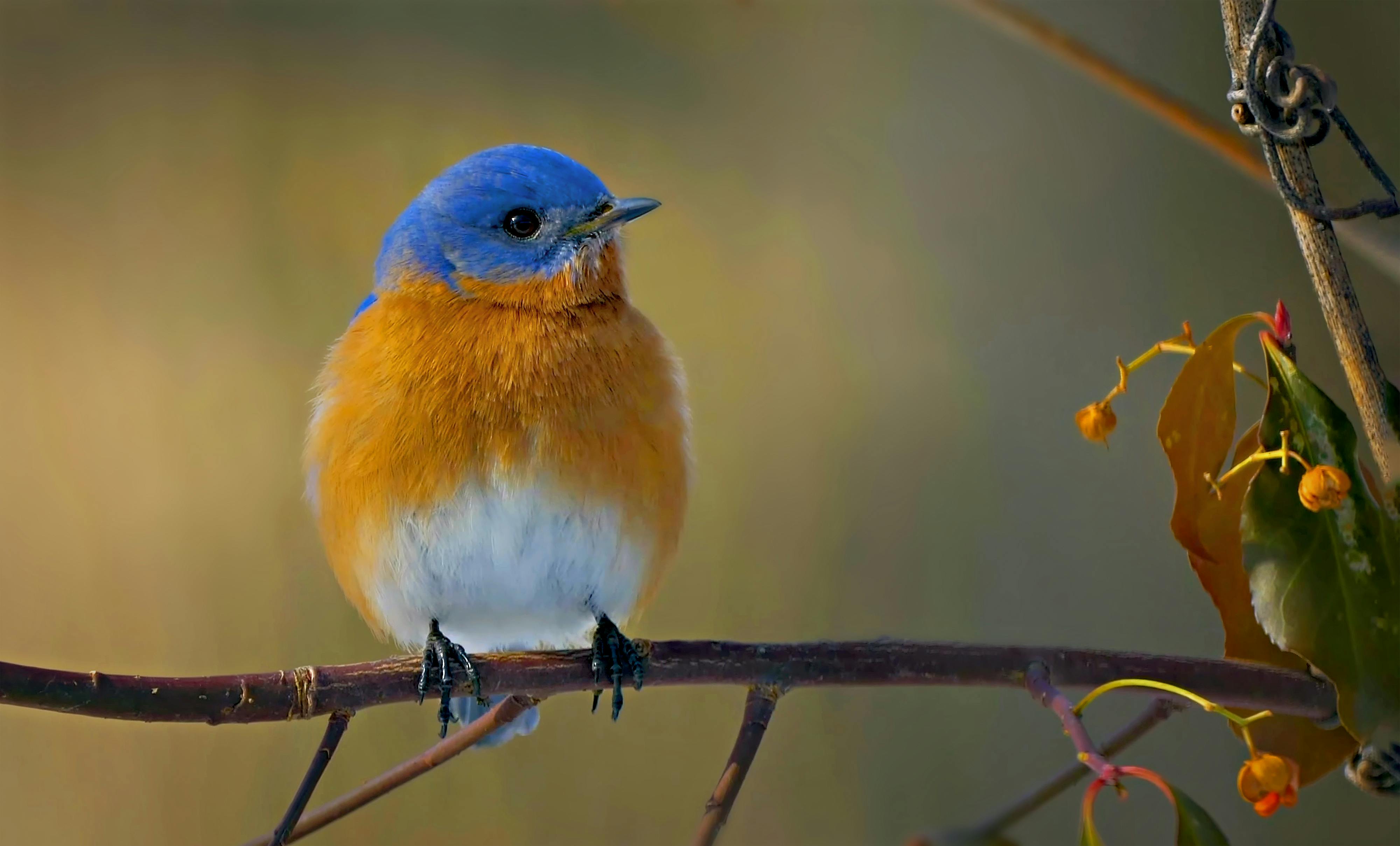 Eastern Bluebird Photos, Download The BEST Free Eastern Bluebird Stock ...