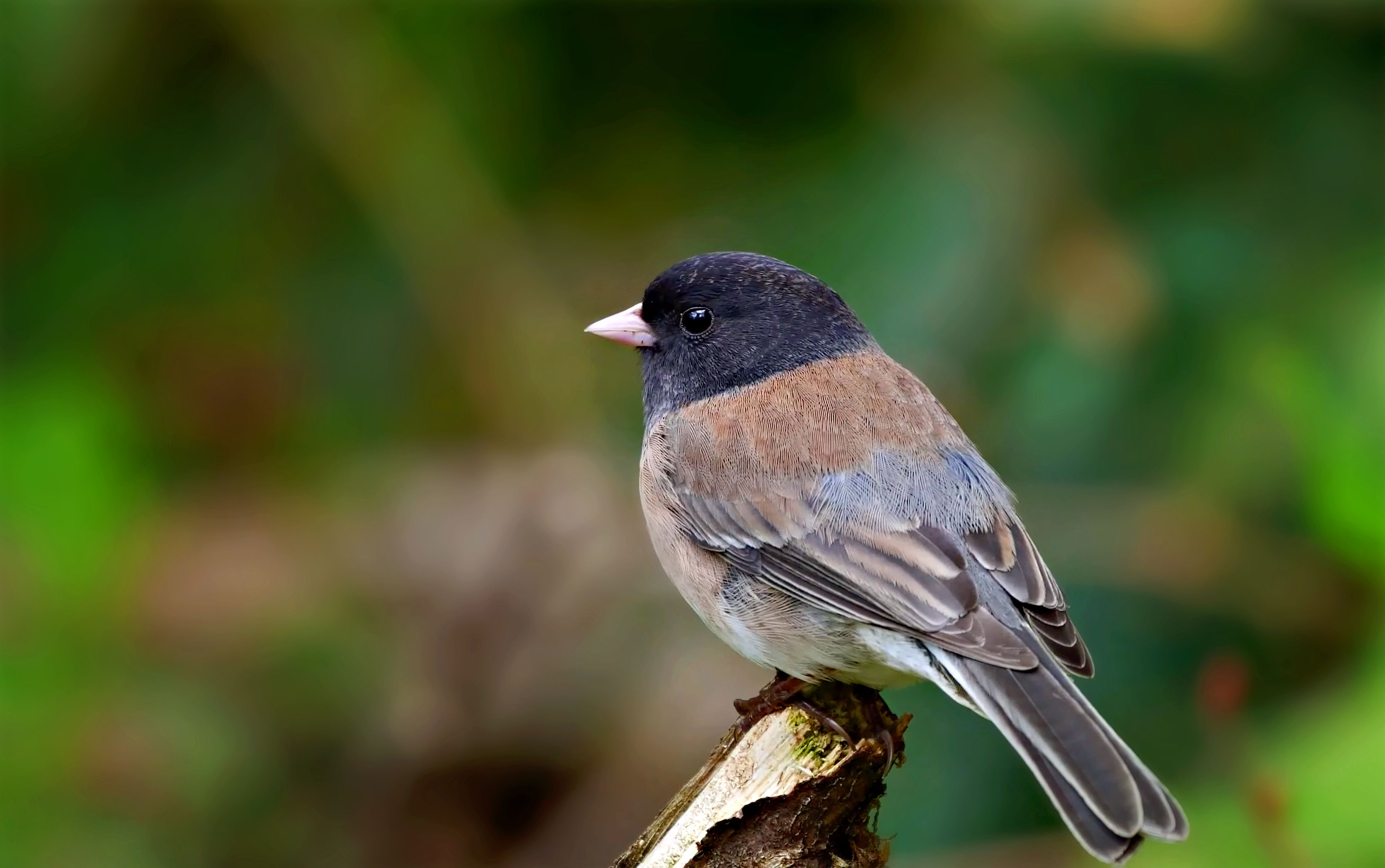 Salt Bird Photos, Download The BEST Free Salt Bird Stock Photos & HD Images