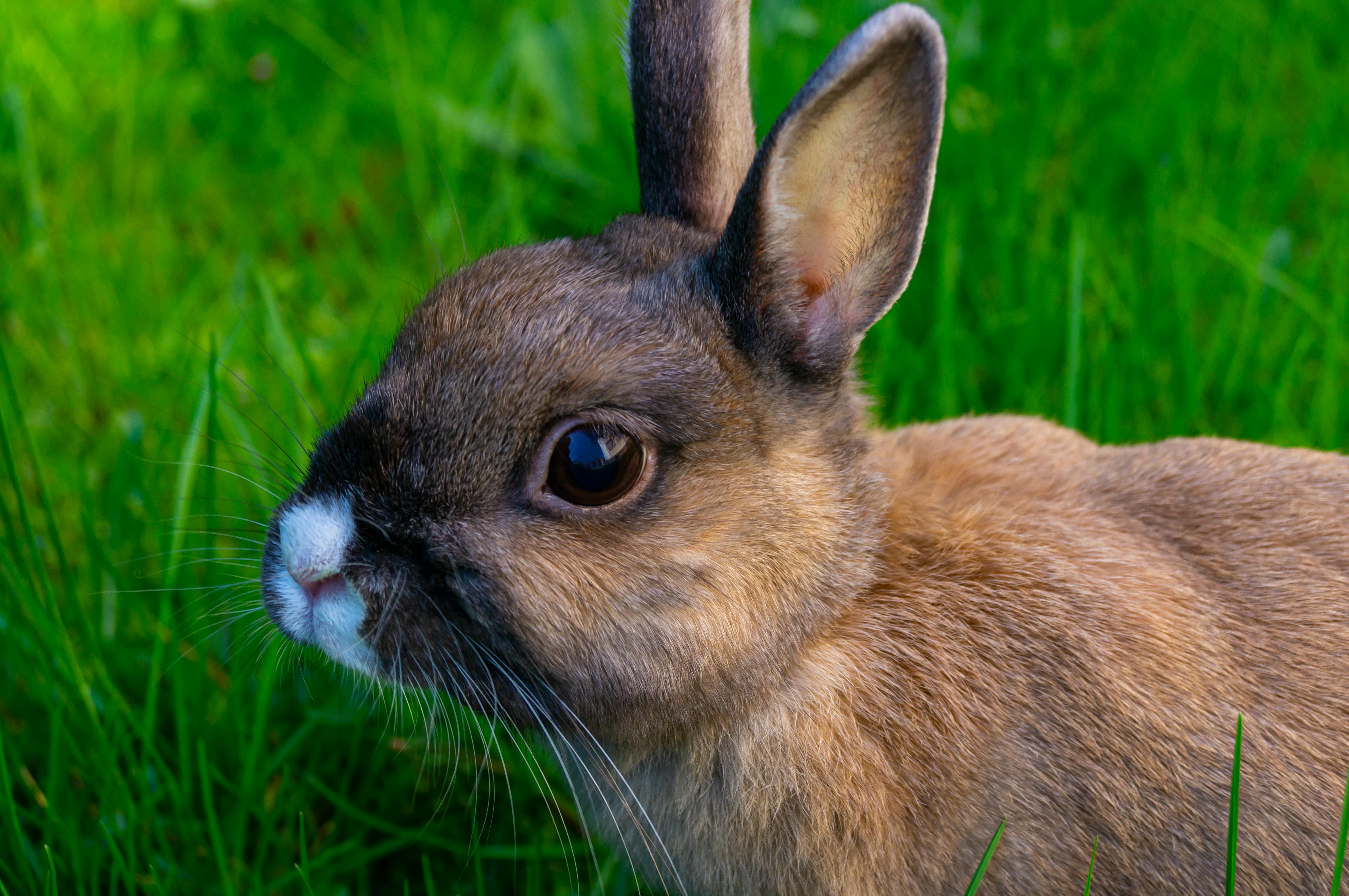 Rabbit Run Photos, Download The BEST Free Rabbit Run Stock Photos & HD ...