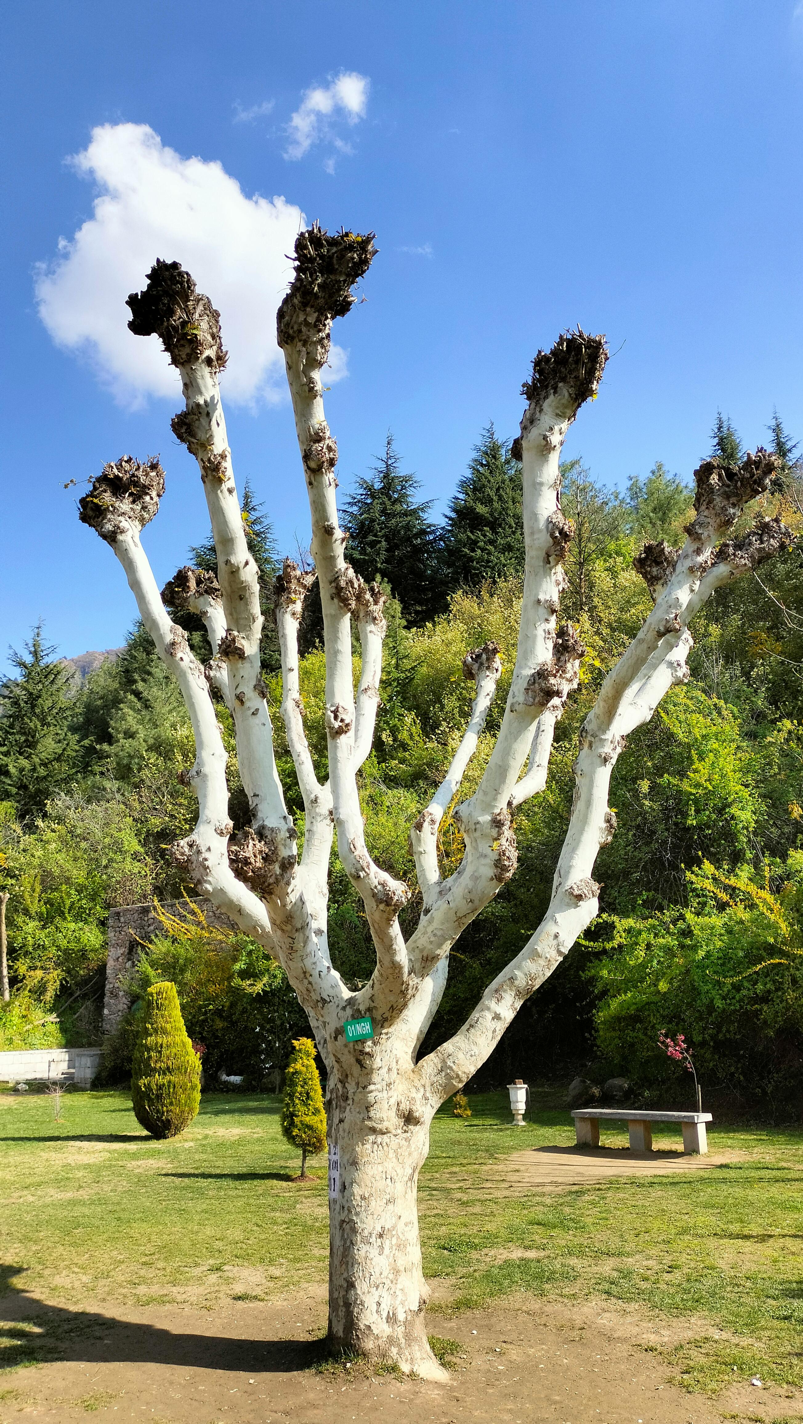 Pollarded Tree in Park · Free Stock Photo