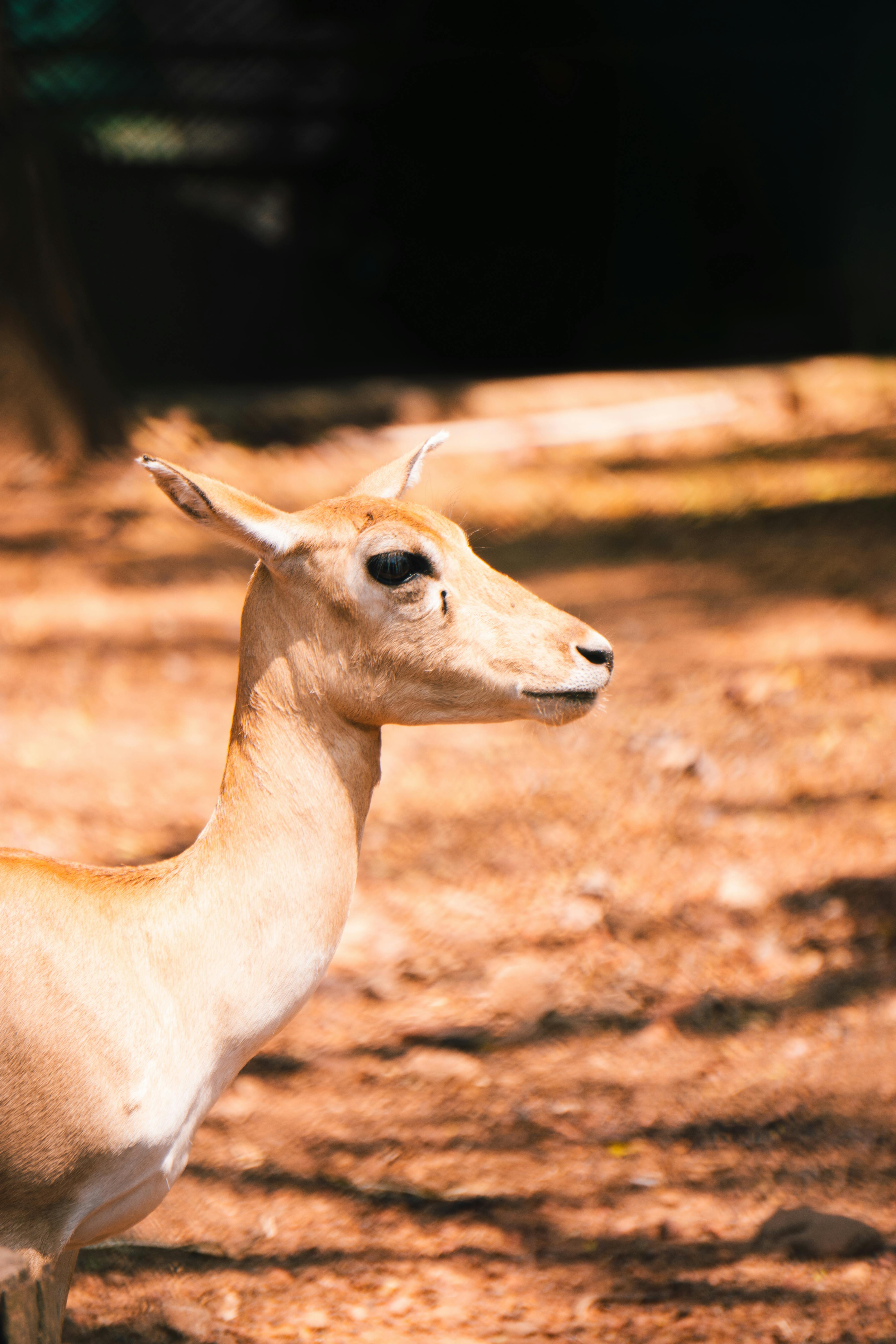 Close up of Deer Head · Free Stock Photo