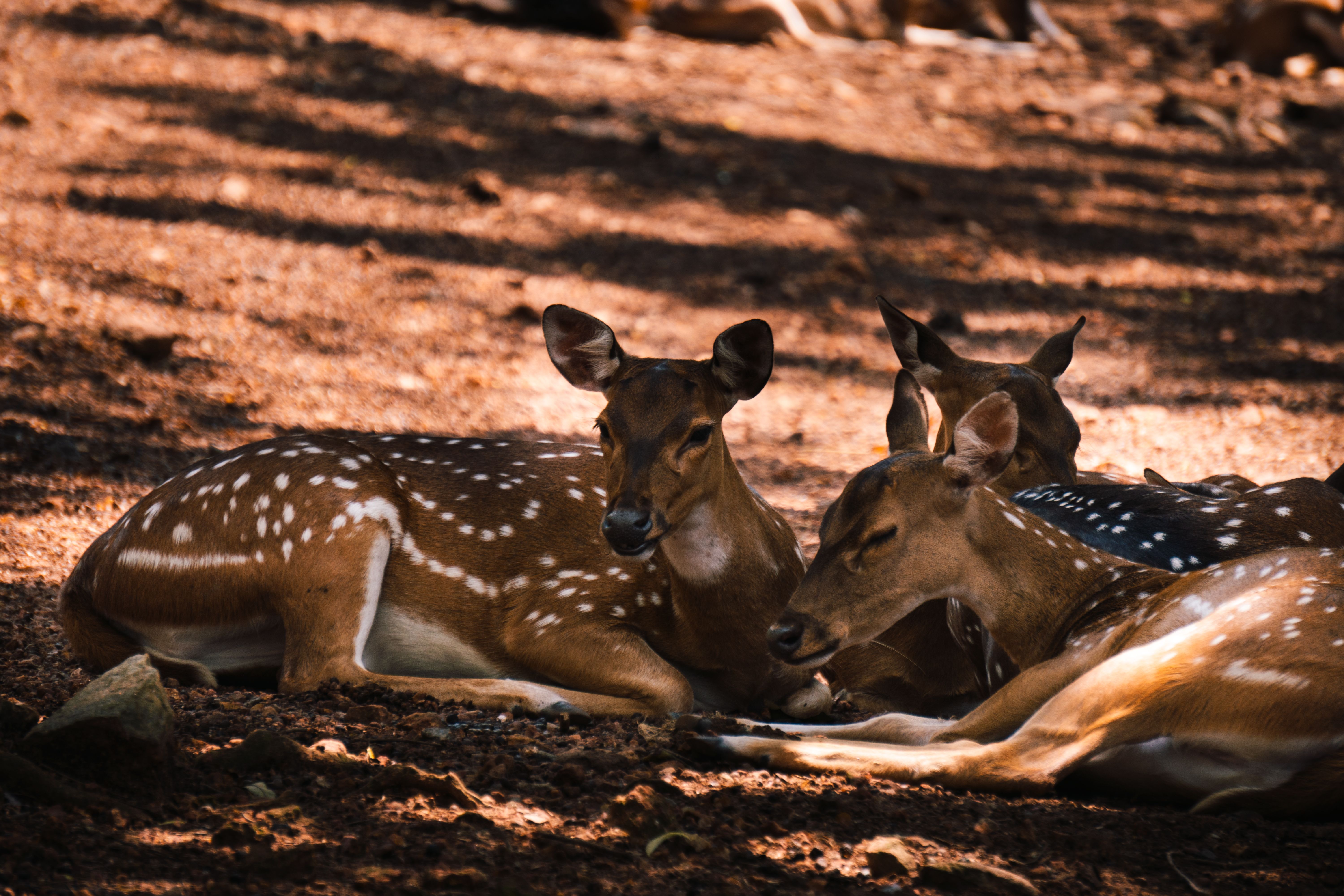 Close up of Deer Resting on Ground · Free Stock Photo