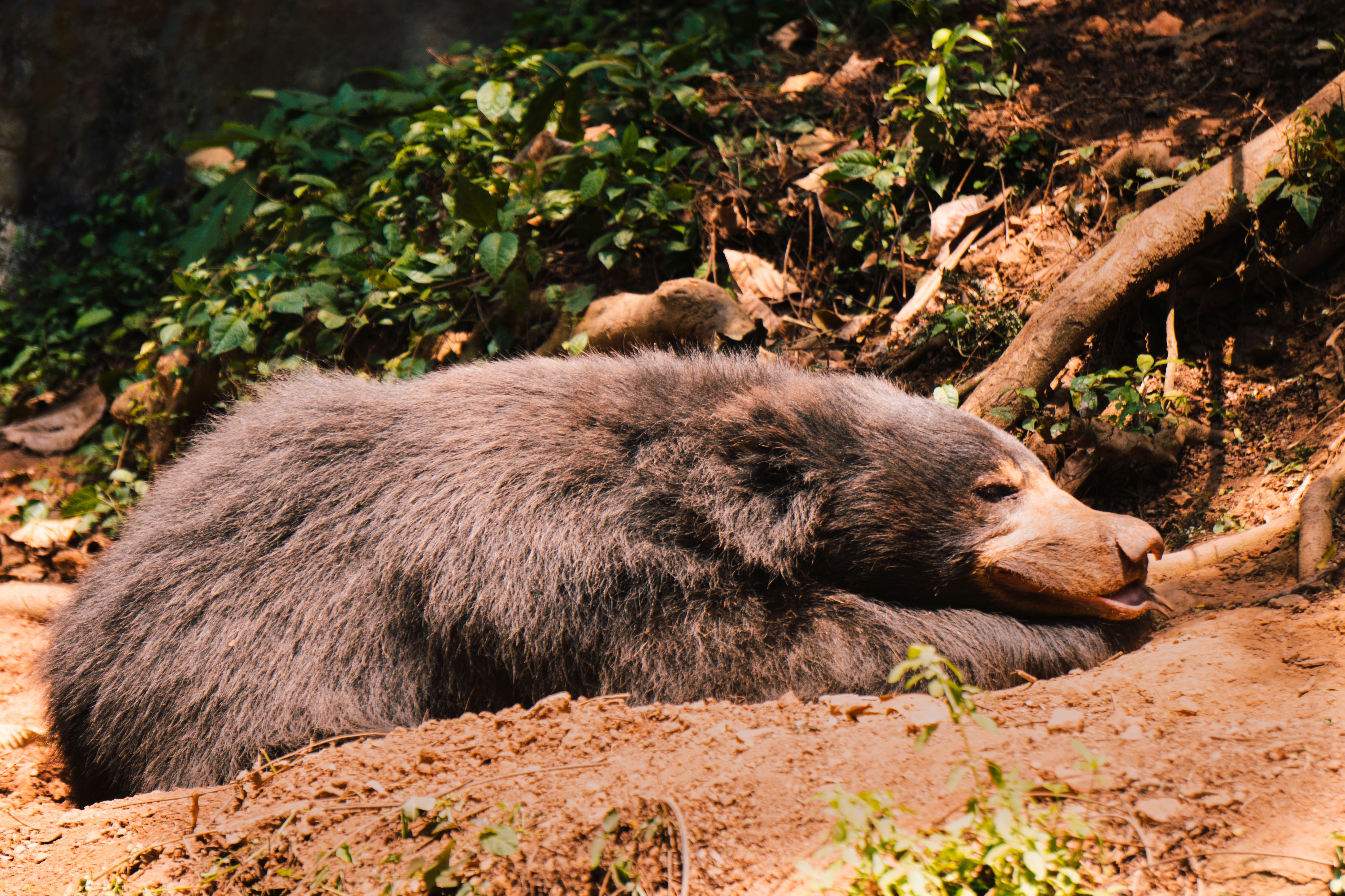 Bear Lying on Ground in Forest · Free Stock Photo