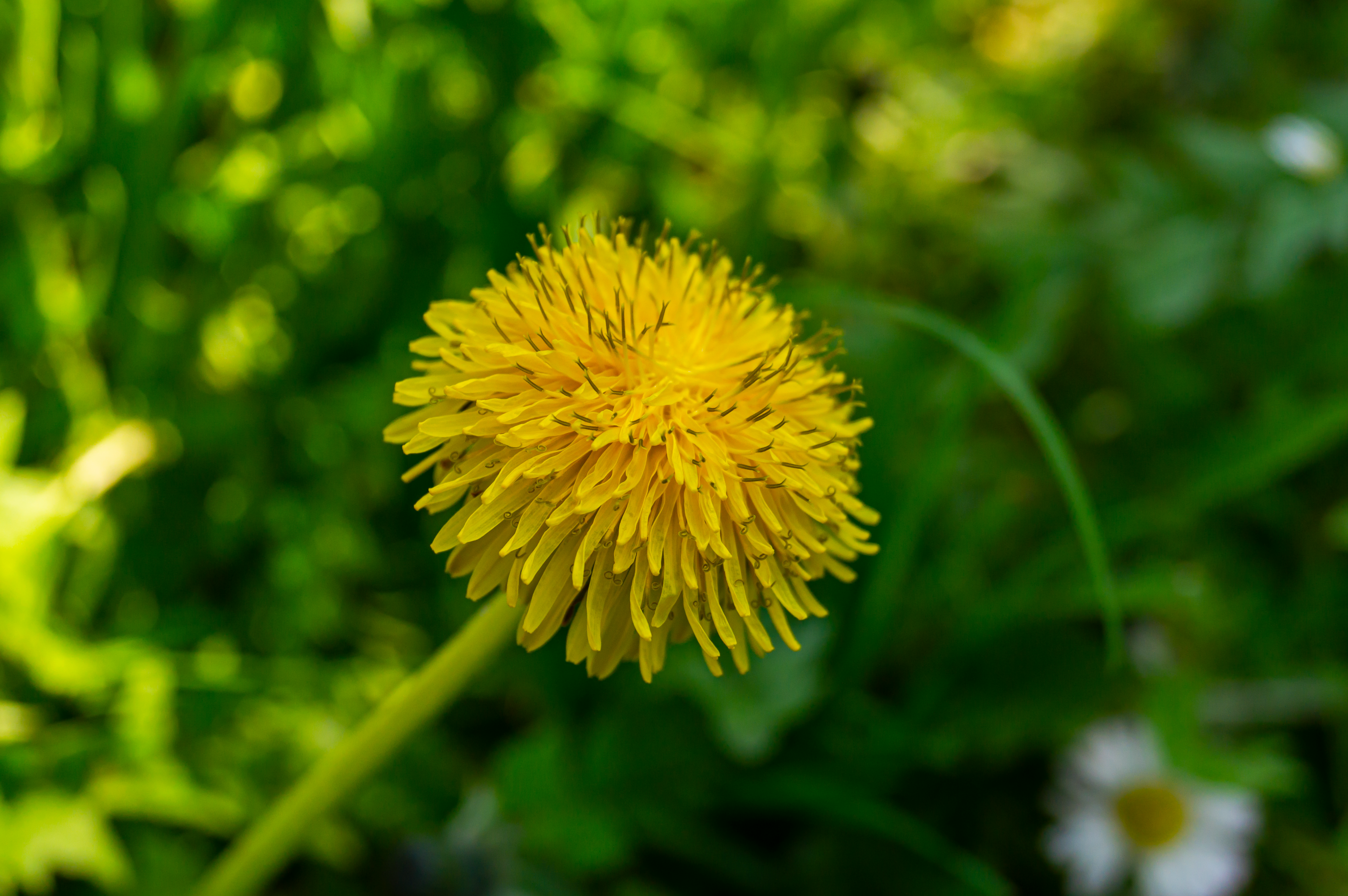 Blooming Dandelion in Summer · Free Stock Photo