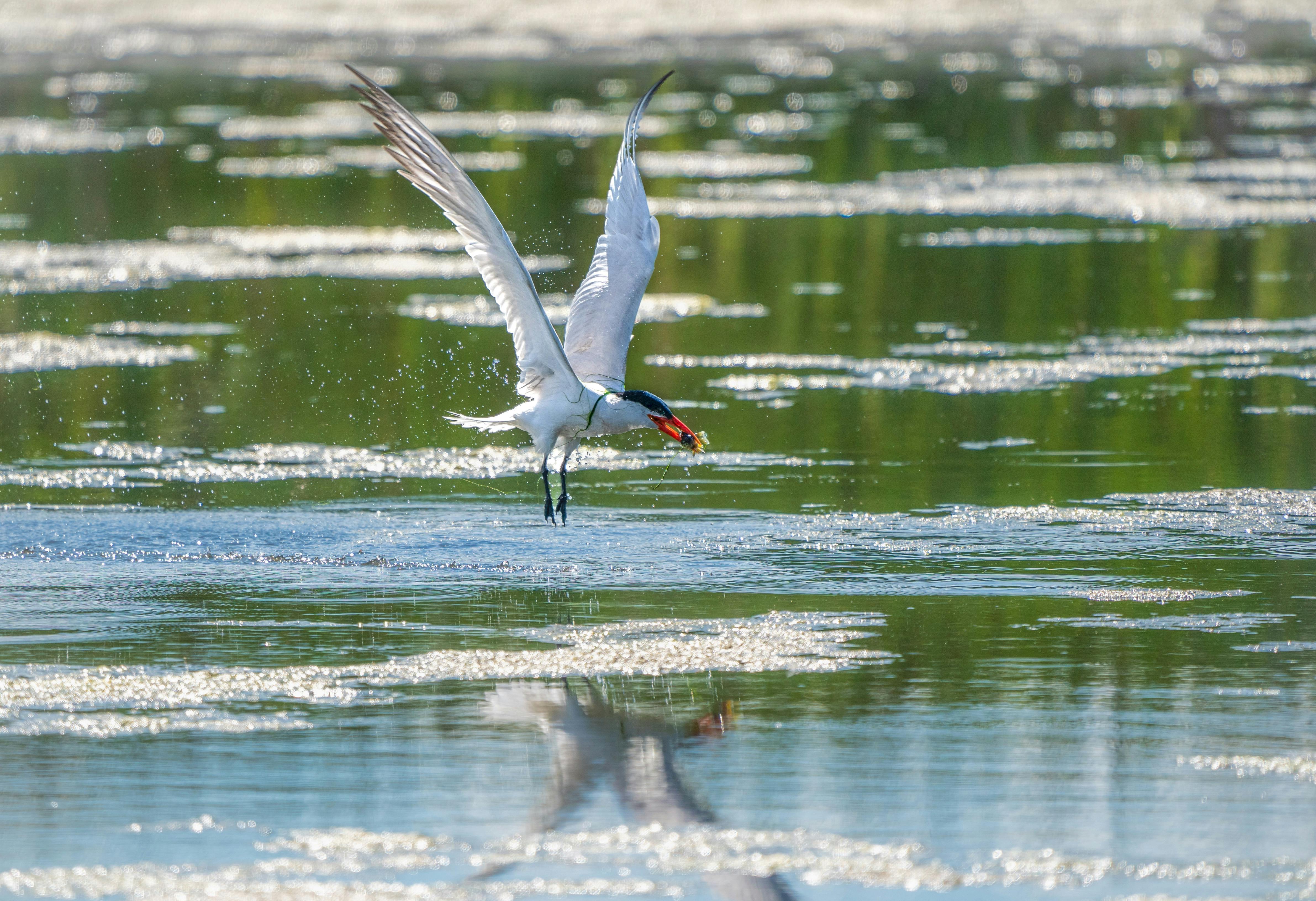 Distorted Reflection Photos, Download The BEST Free Distorted ...