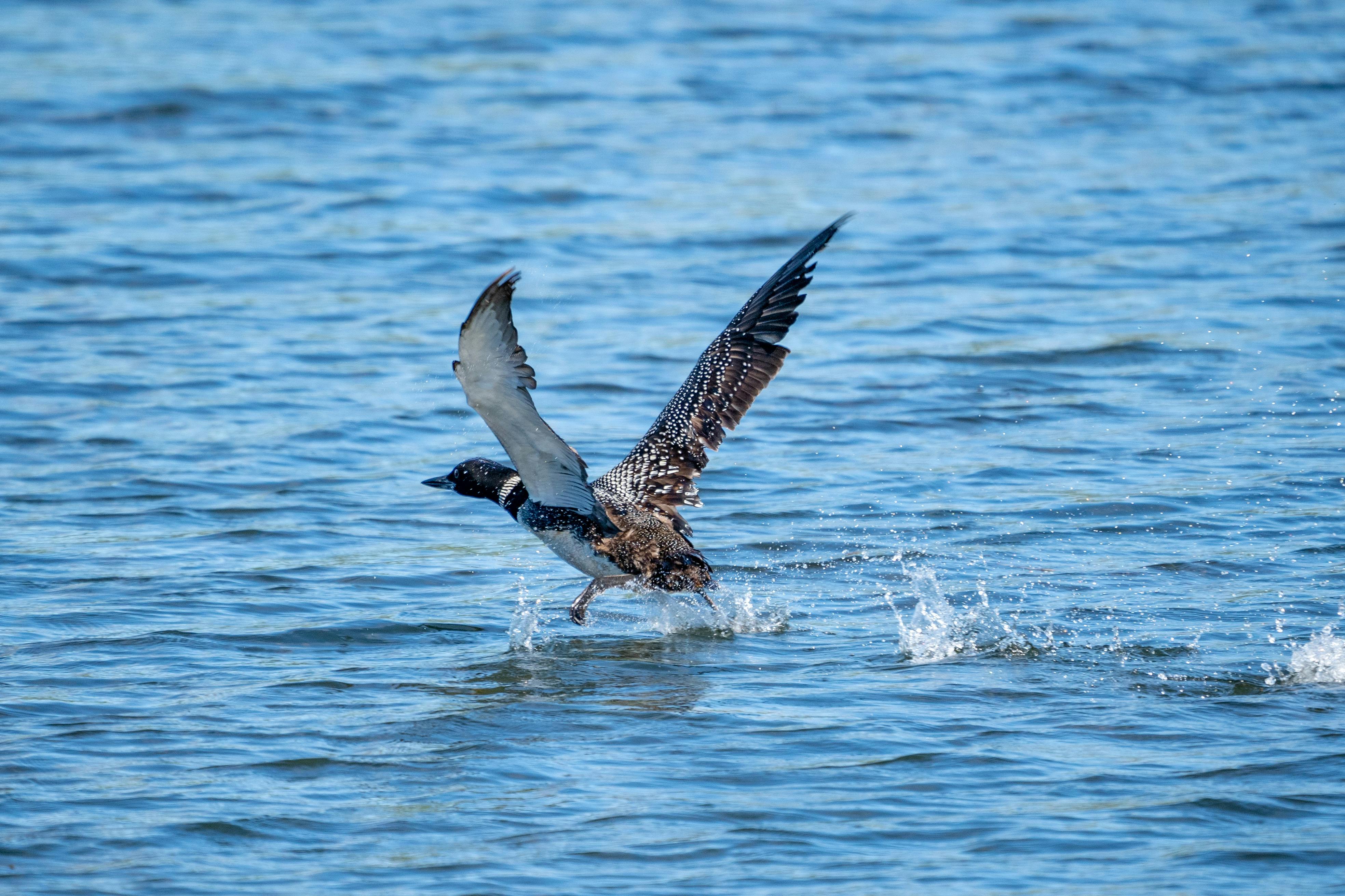 White Feathered Bird Flying Above Calm Body of Water · Free Stock Photo