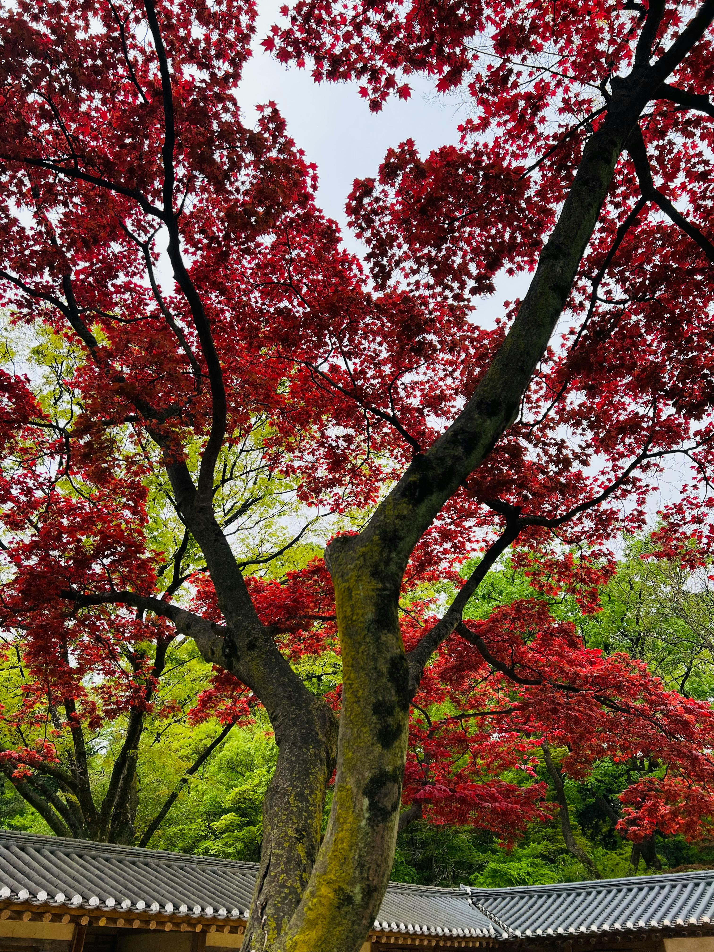 Photography of Maple Trees · Free Stock Photo