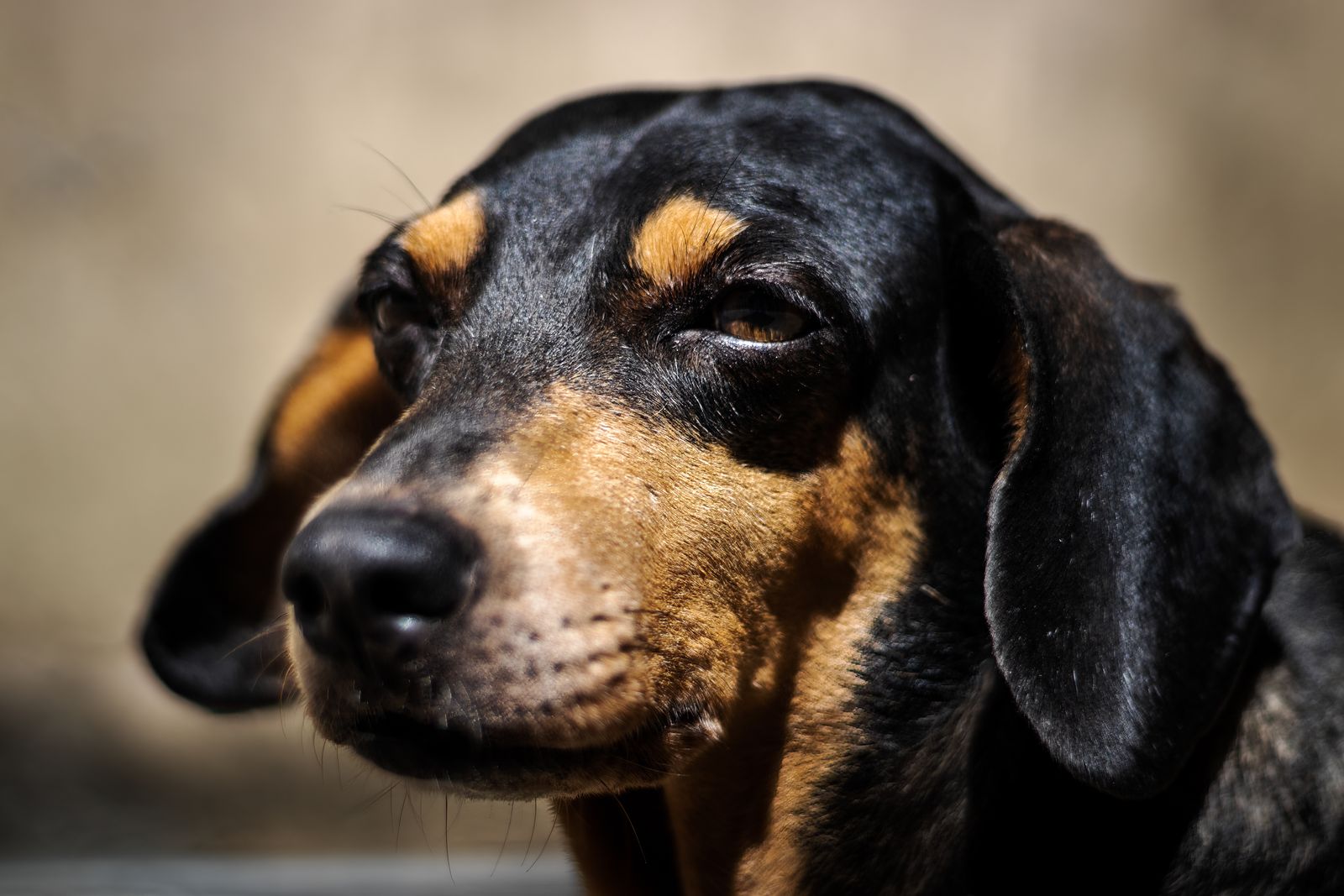 Sausage Dog Photos, Download The BEST Free Sausage Dog Stock Photos ...