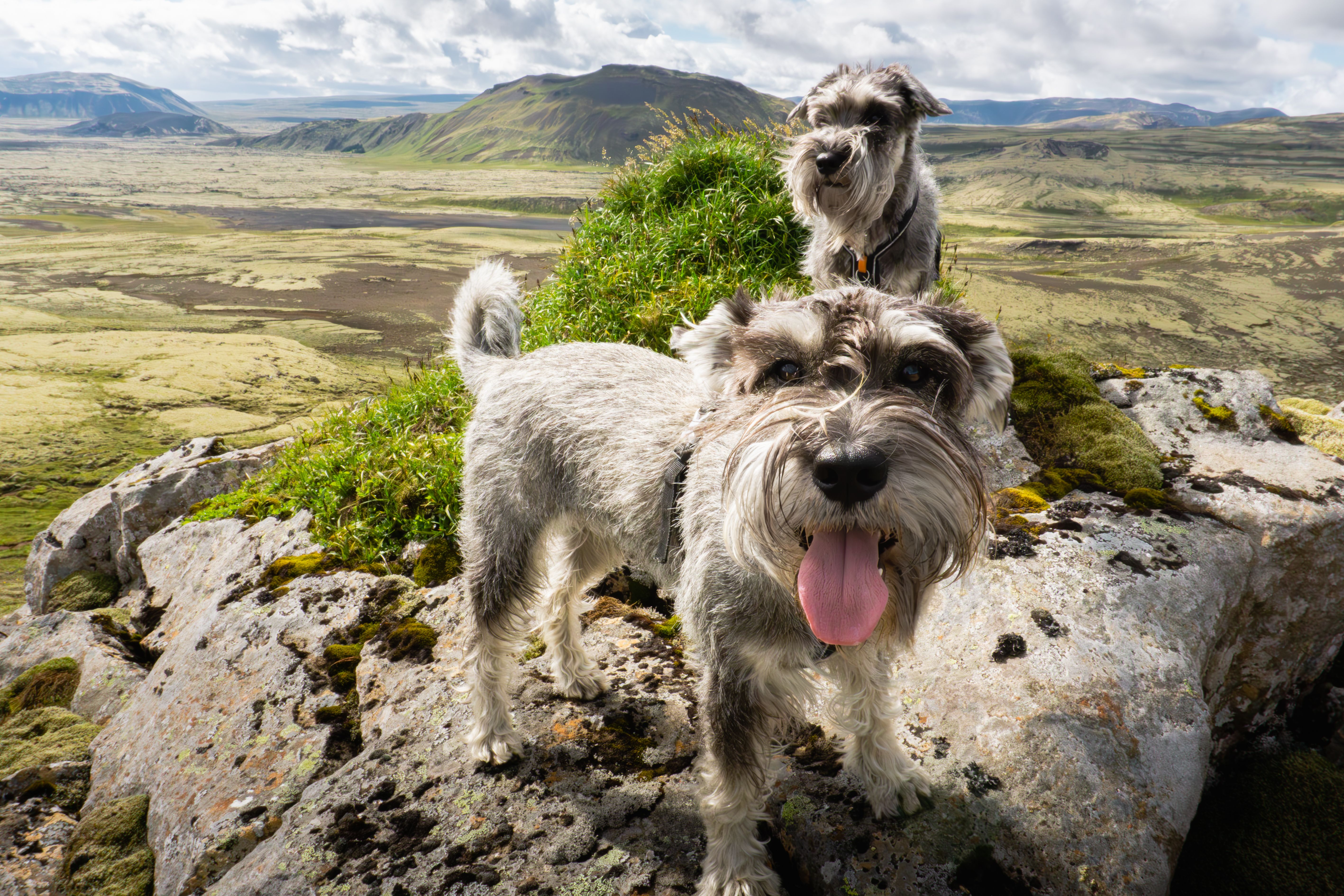 Close-up of Two Dogs on the Rock Formation · Free Stock Photo