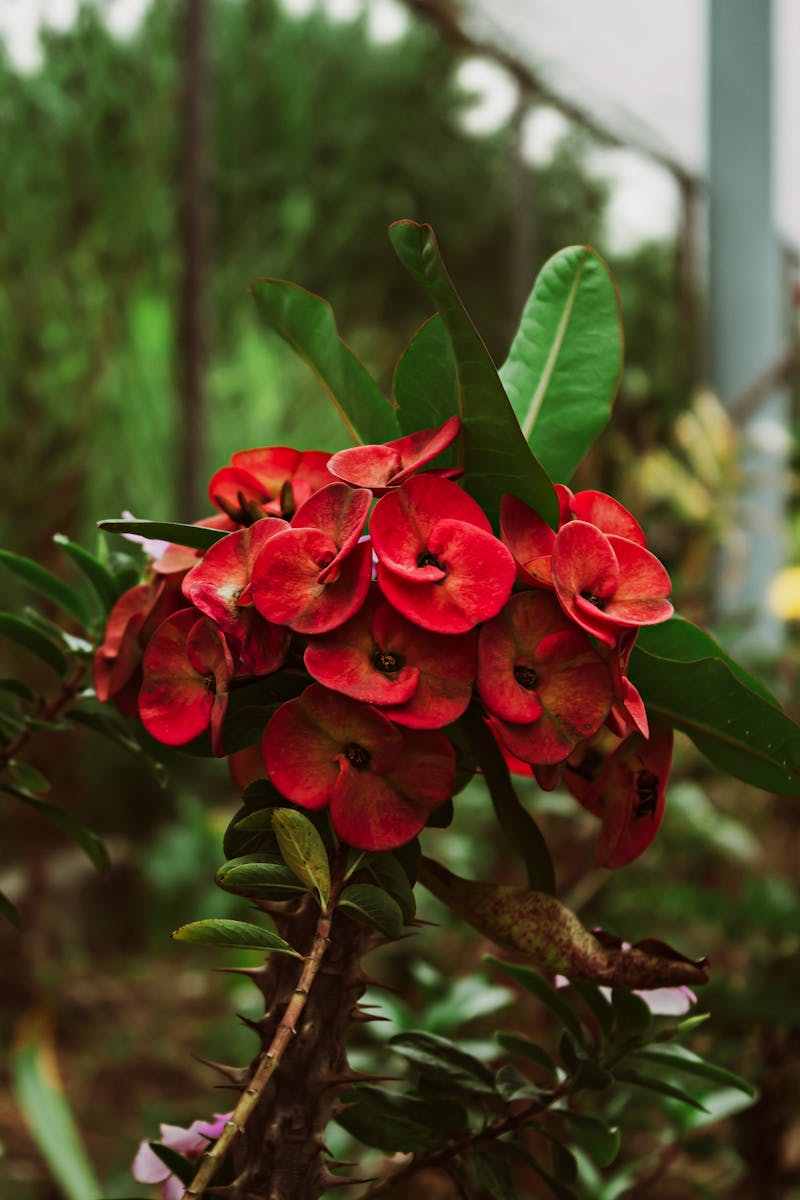 Flower Pictures Photos, Download The BEST Free Flower Pictures Stock ...