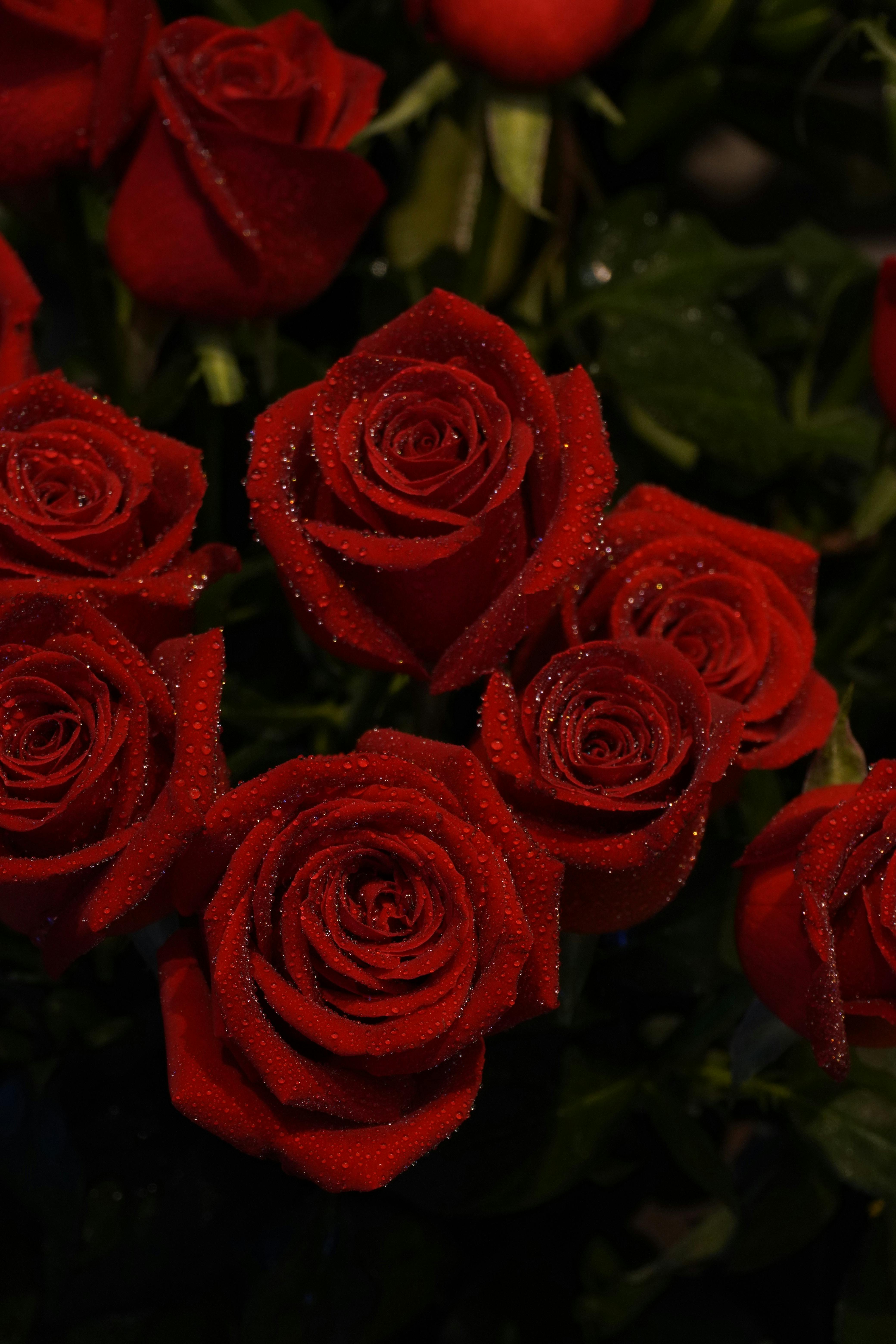 red roses · Free Stock Photo