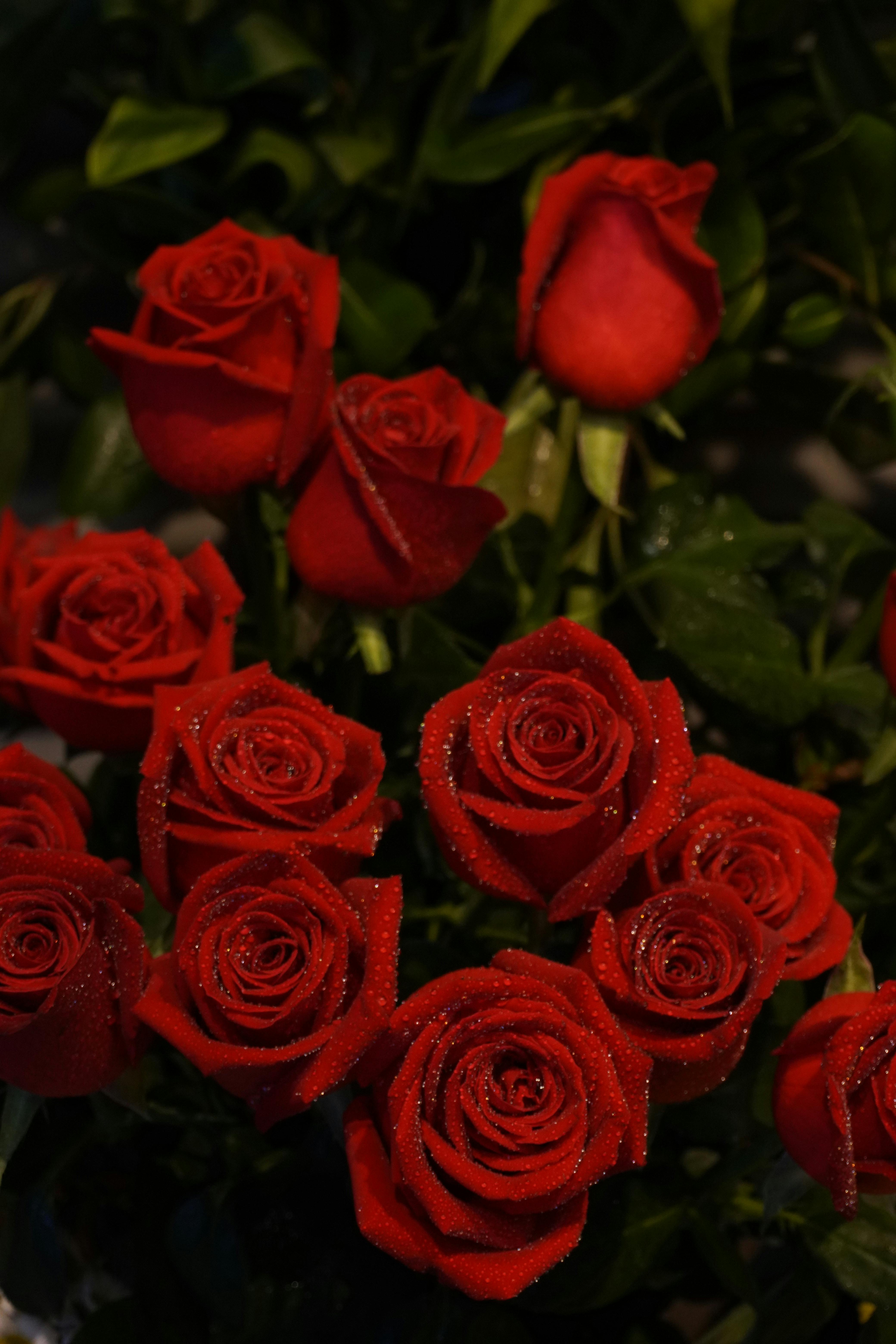 Roses: bridal bouquet · Free Stock Photo