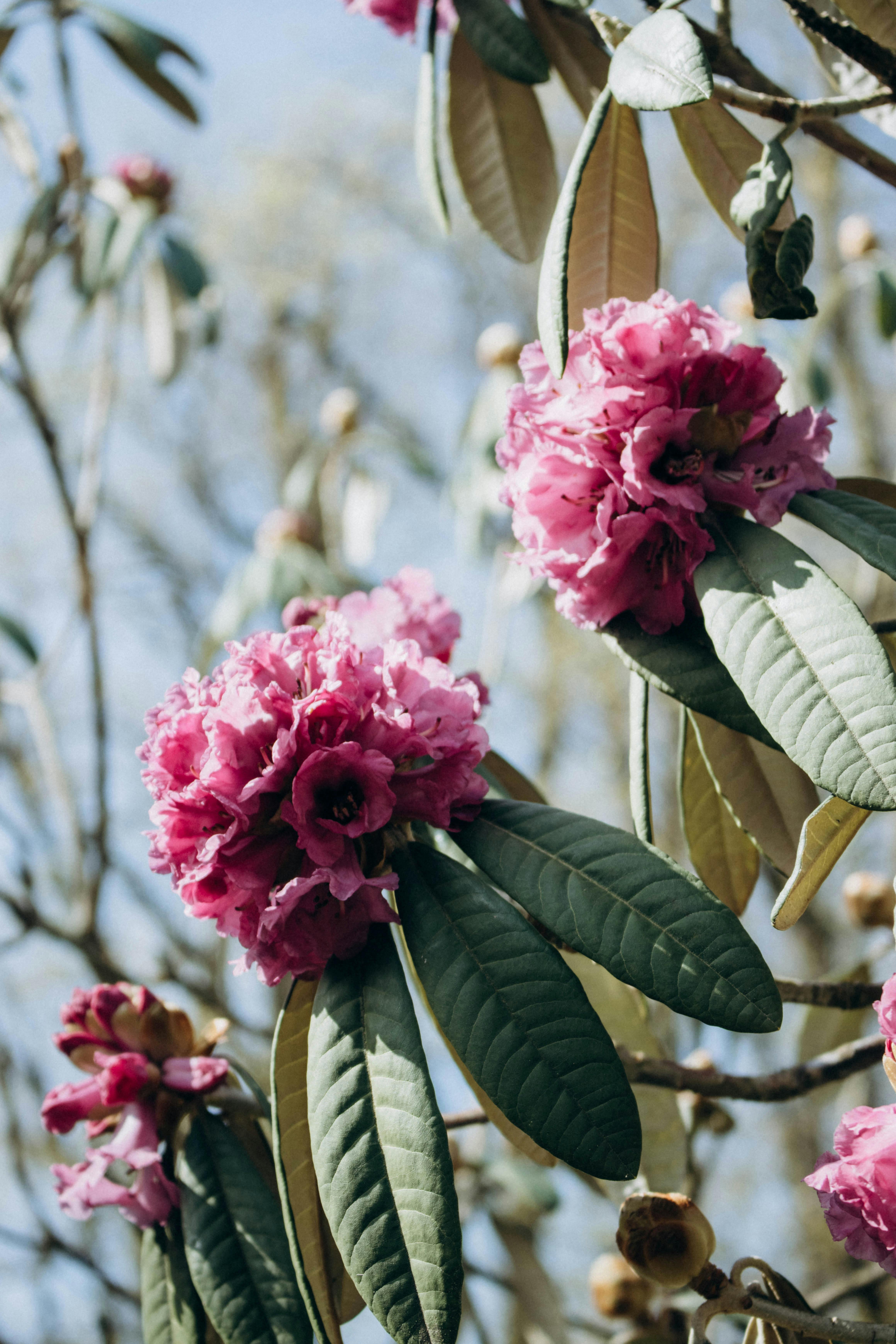 Close-up of Dark Pink Rhododendron Flowers · Free Stock Photo