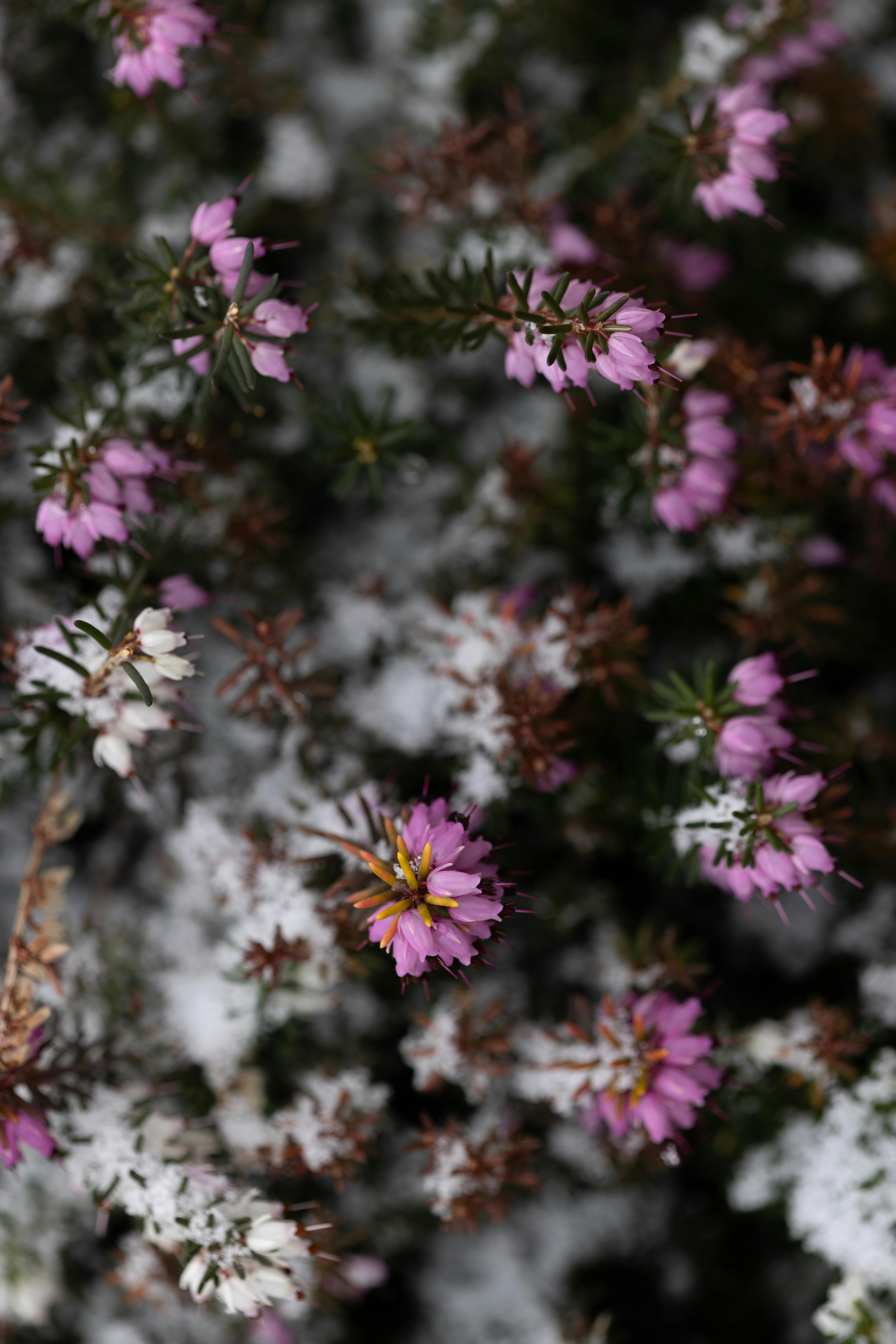 Flowering Plant in Snow · Free Stock Photo