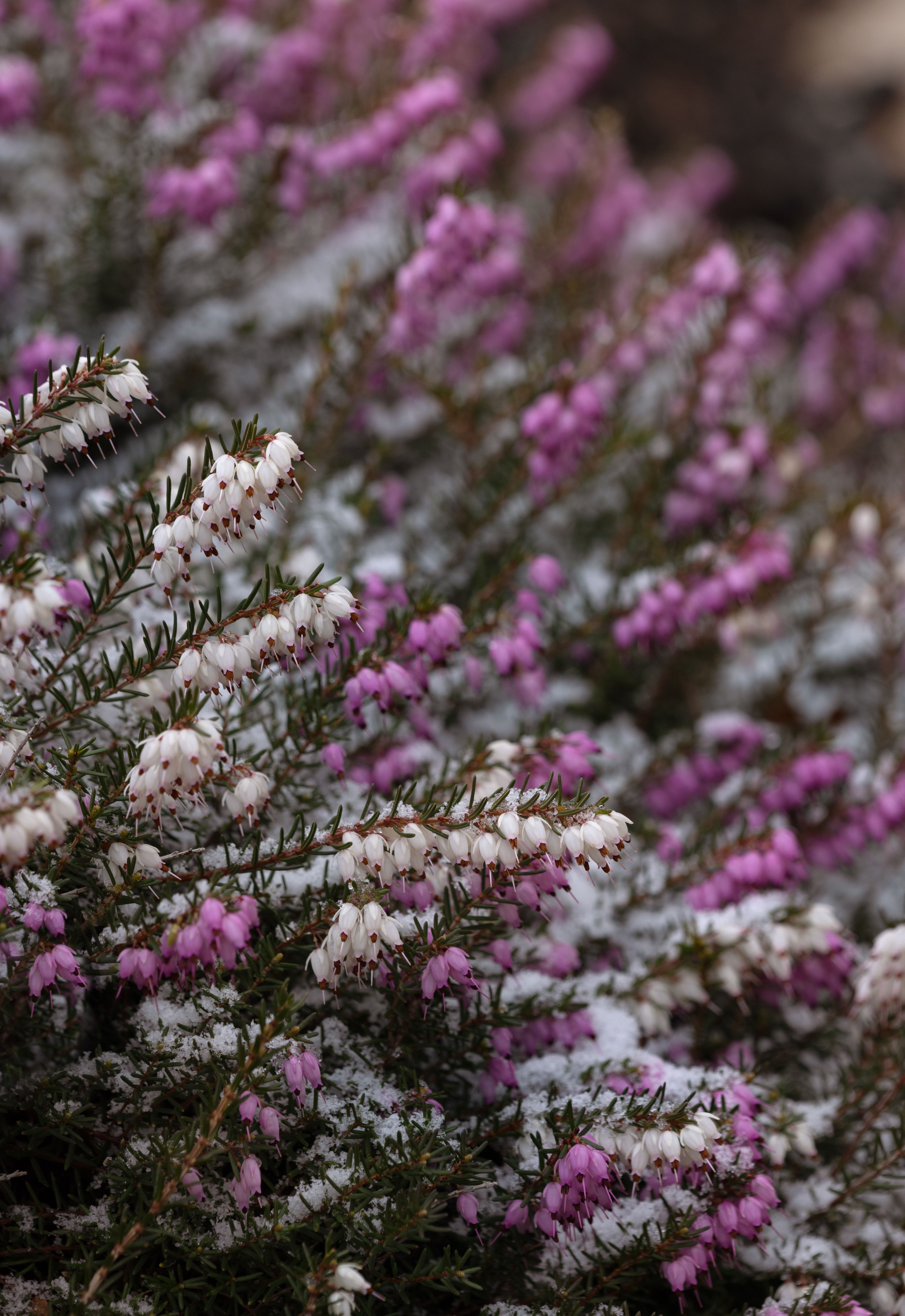 Lavender in Close Up · Free Stock Photo