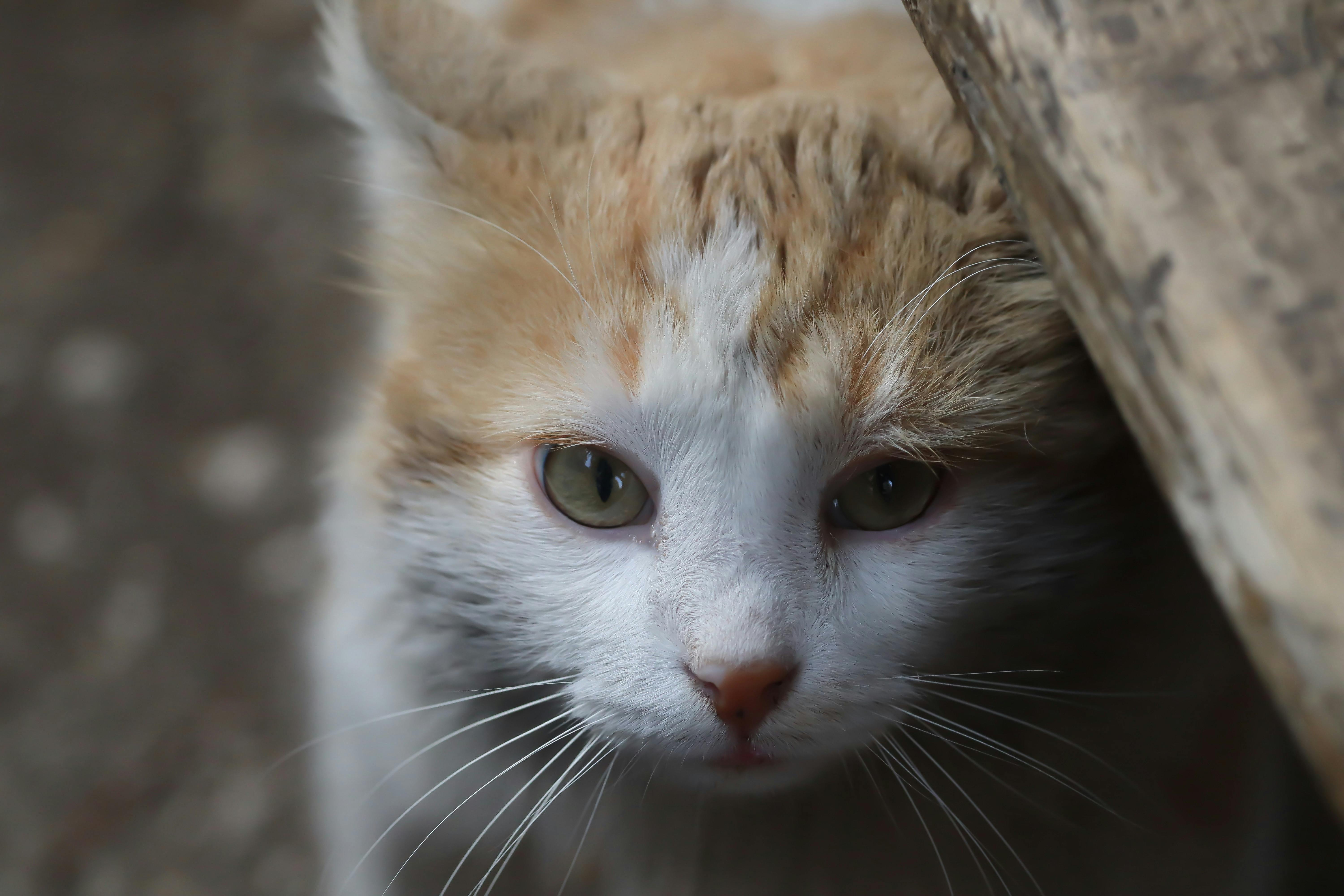 Adorable Cat in Close Up · Free Stock Photo