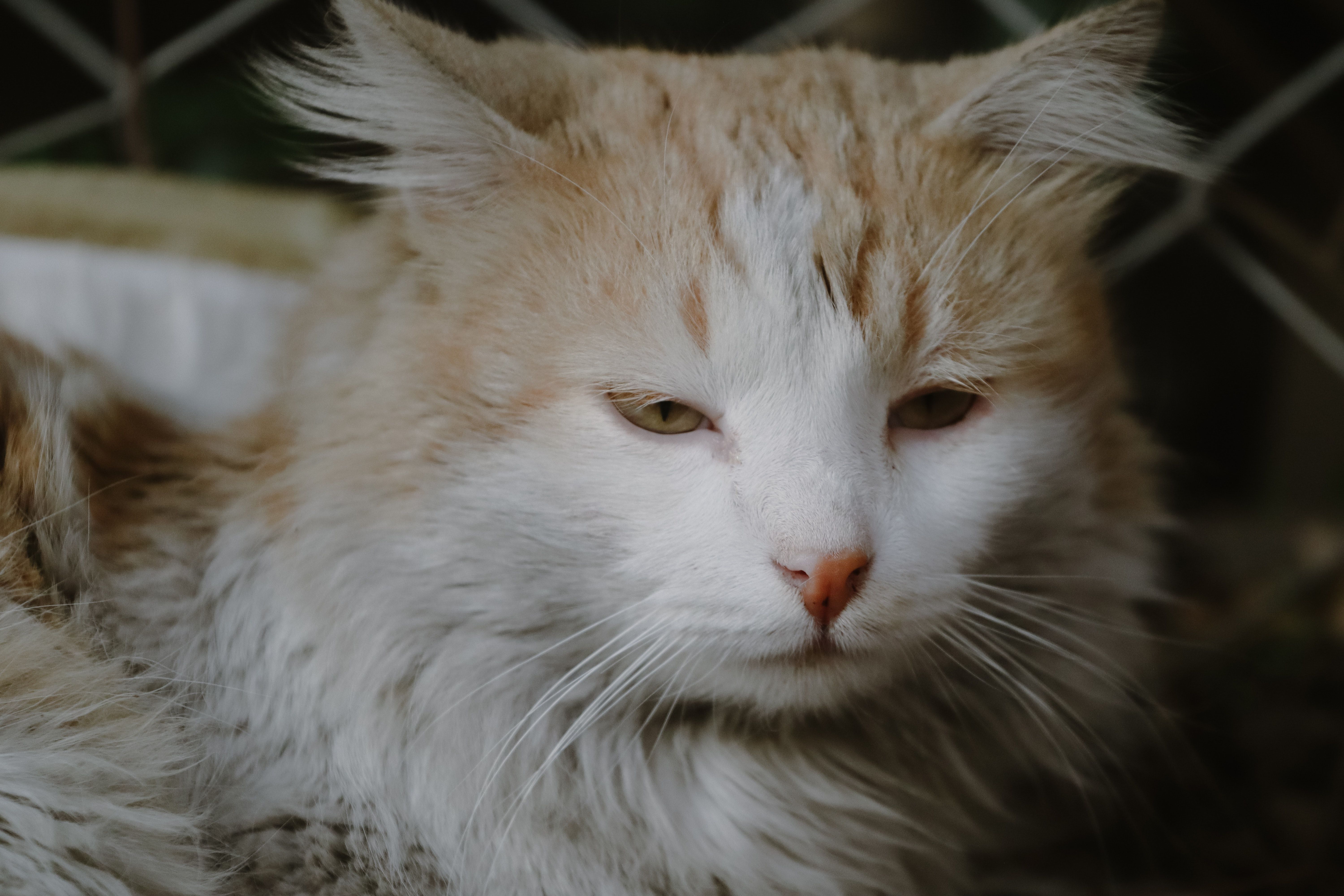 Fluffy Furry Cat · Free Stock Photo