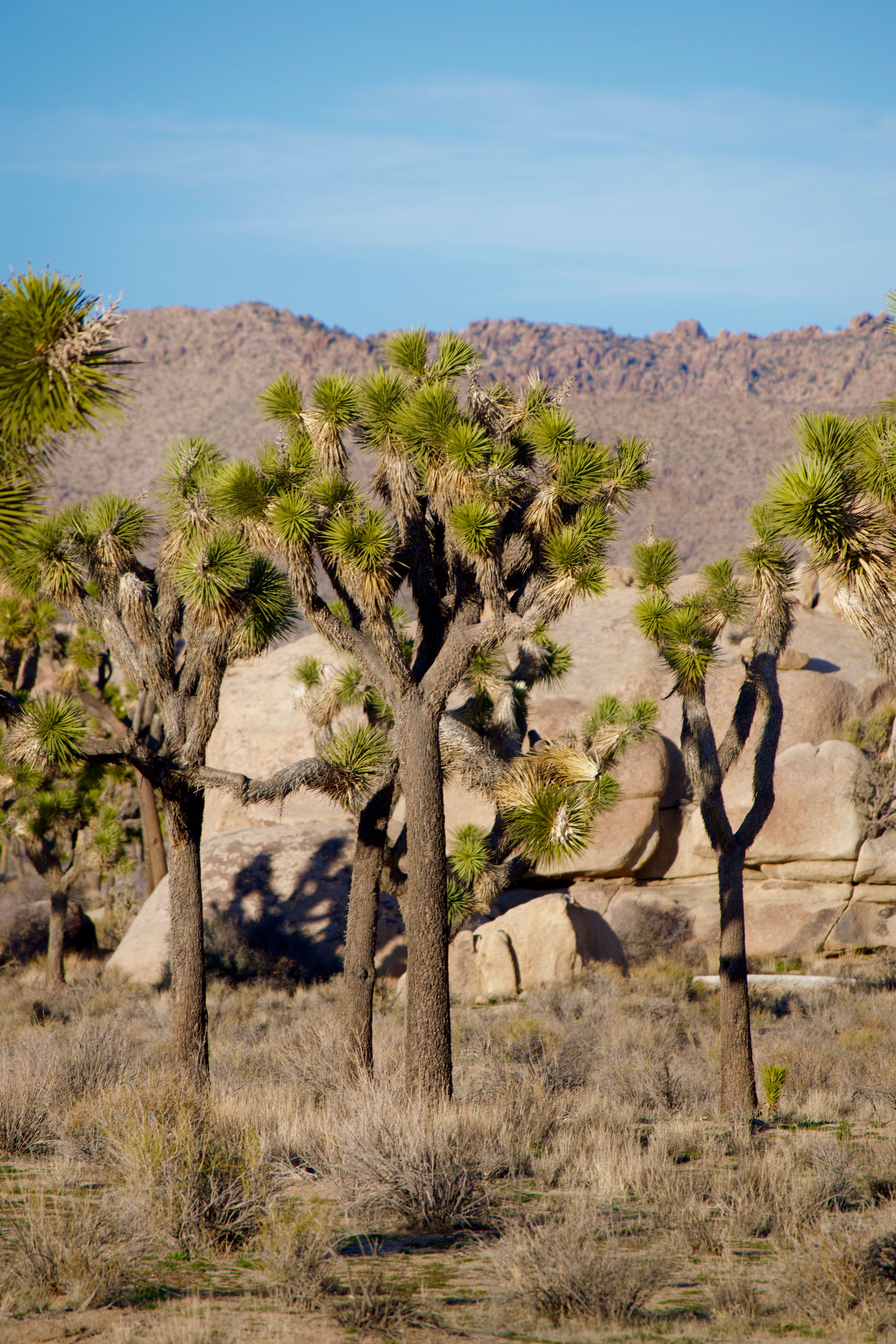 JTree! · Free Stock Photo