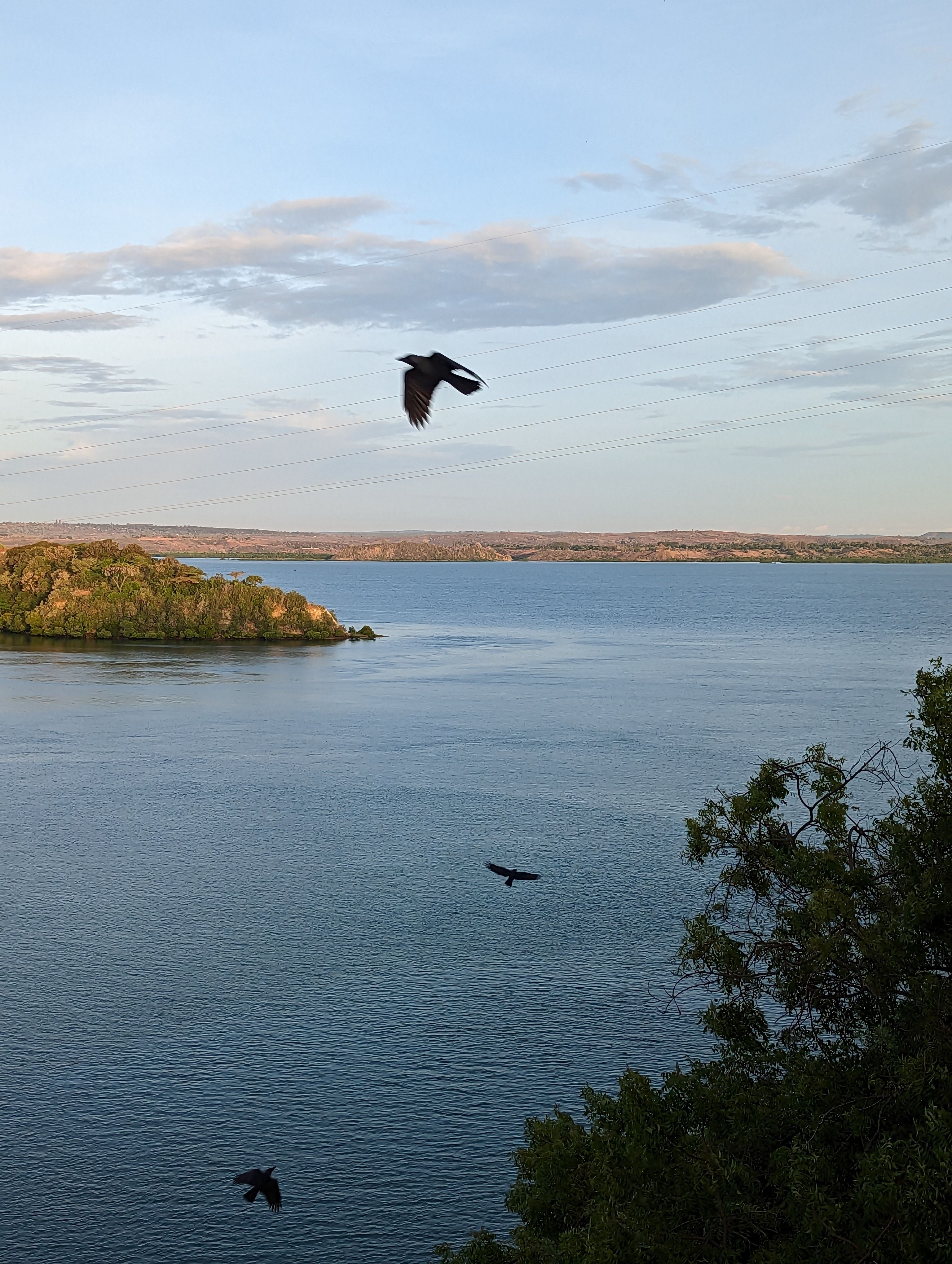 Birds Flying over Lake · Free Stock Photo