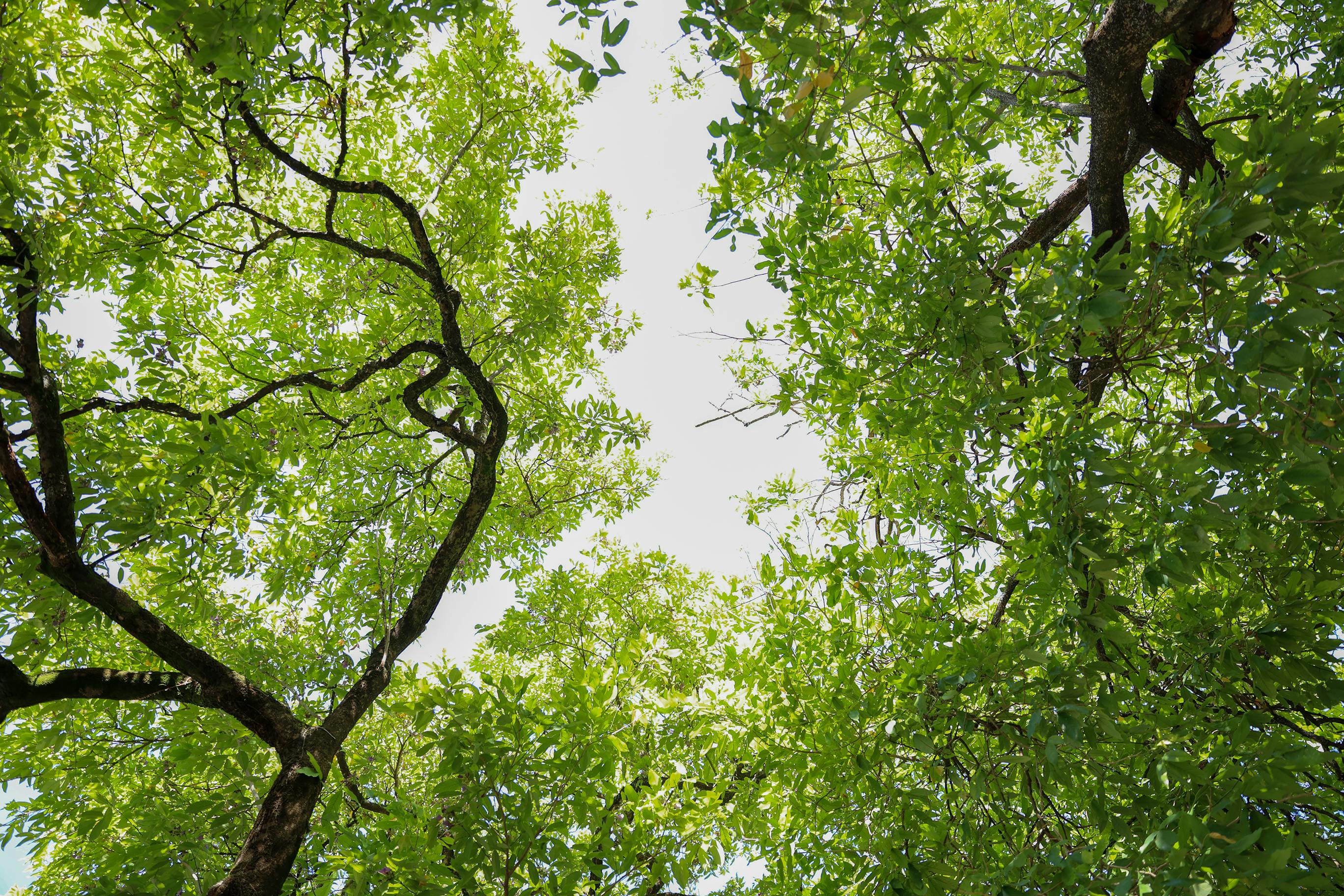 Code Branches Photos, Download The BEST Free Code Branches Stock Photos ...