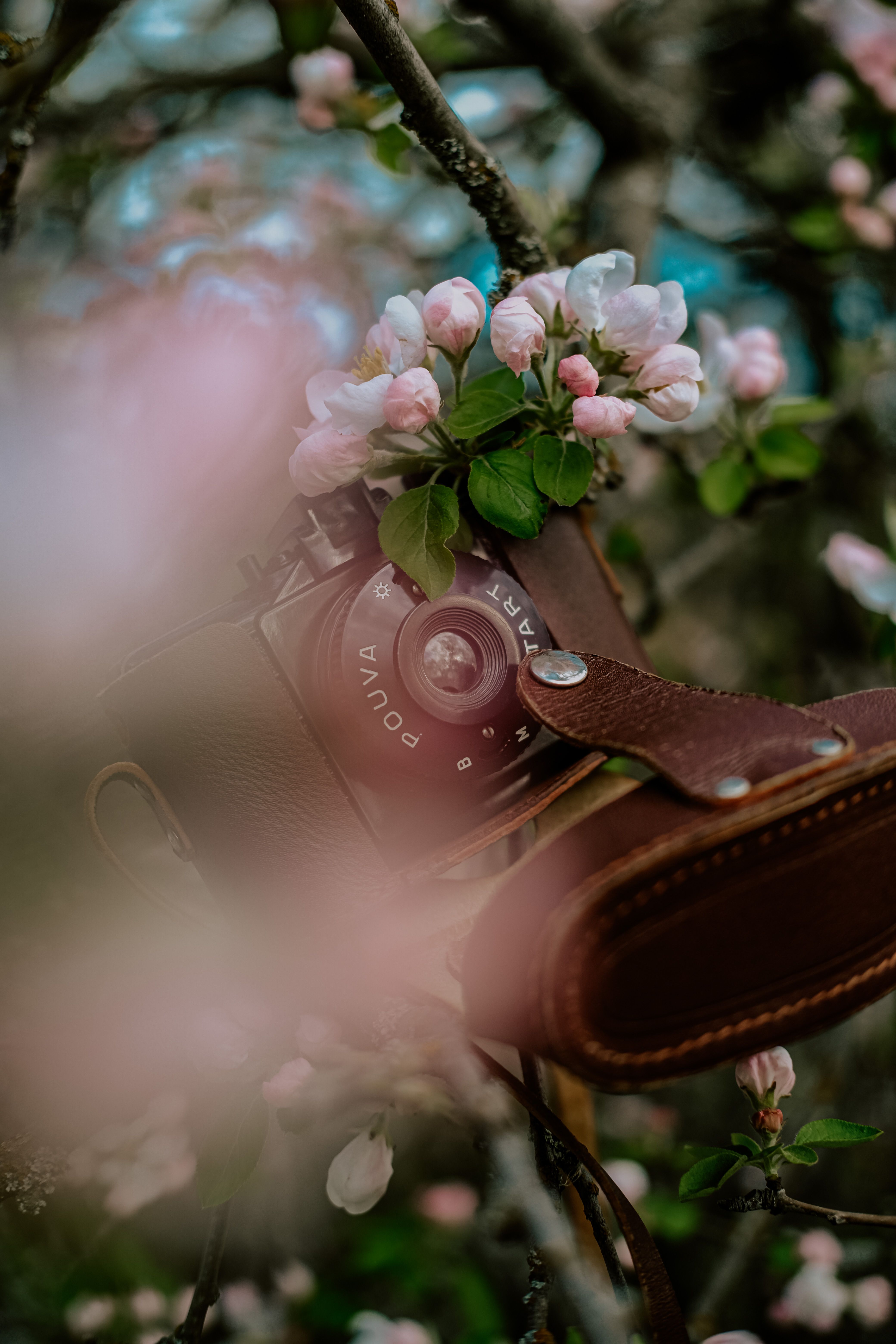 Blossoms around Vintage Camera · Free Stock Photo