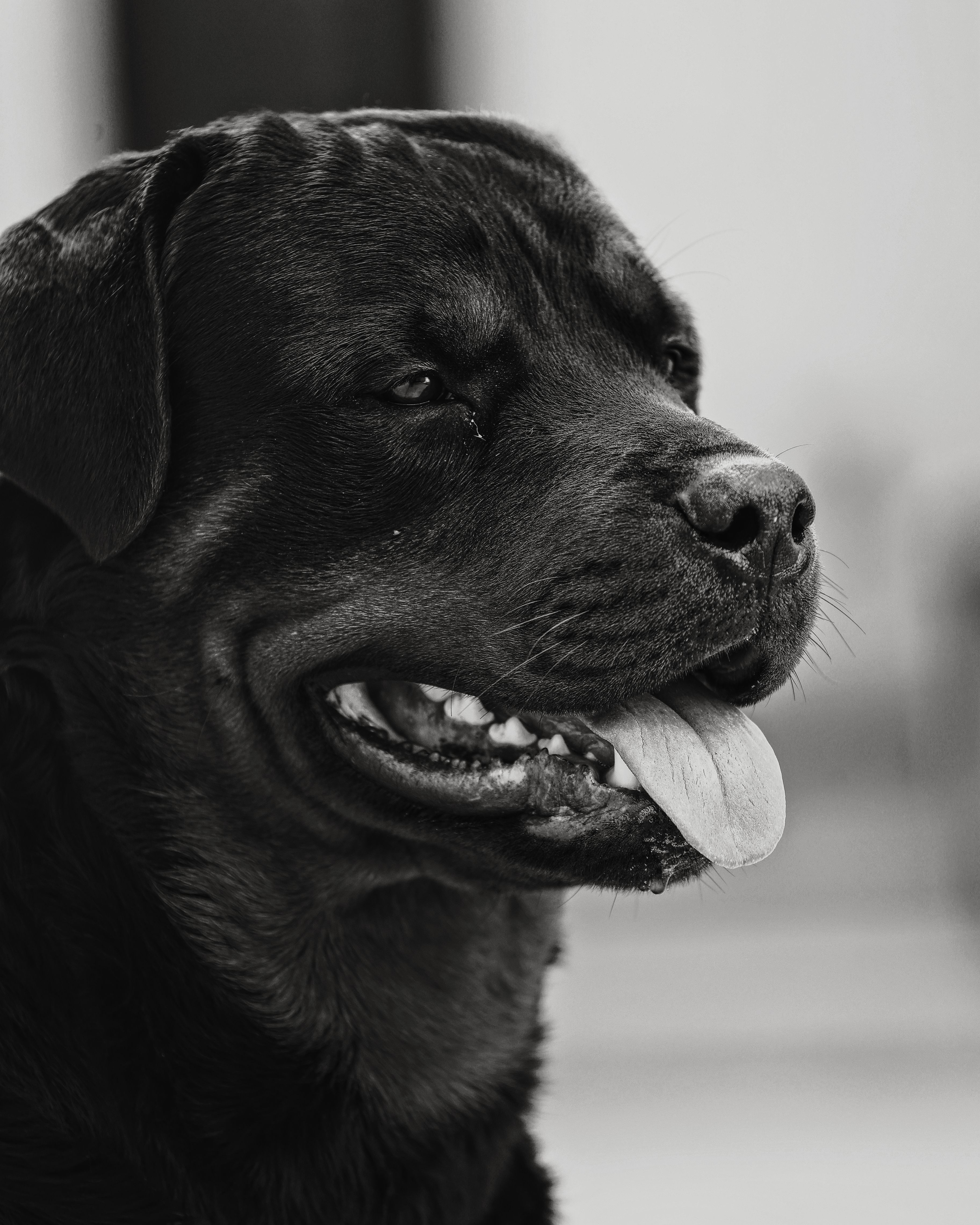 Close up of Dog Head · Free Stock Photo