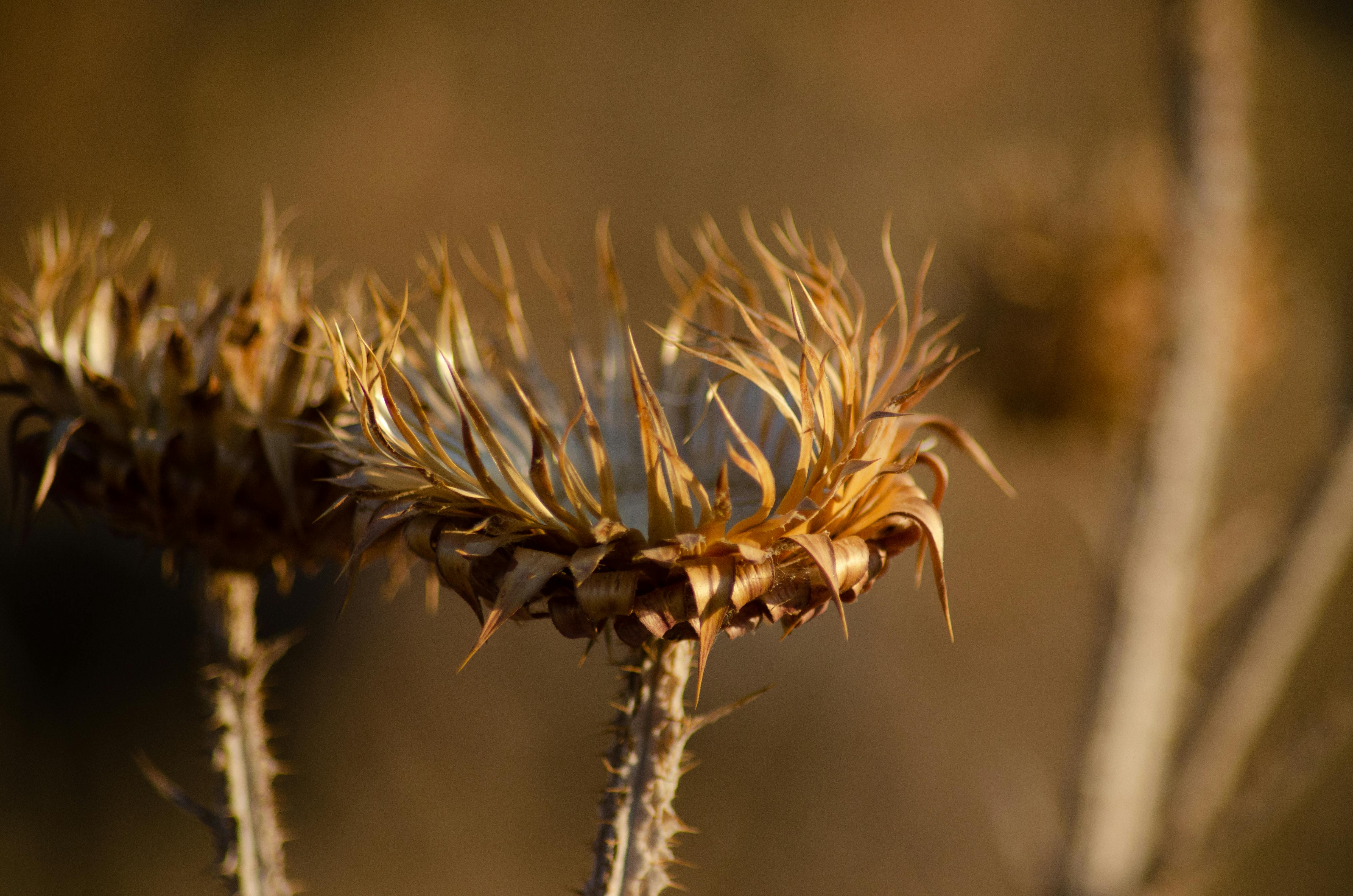 Mert Erim - Photography
