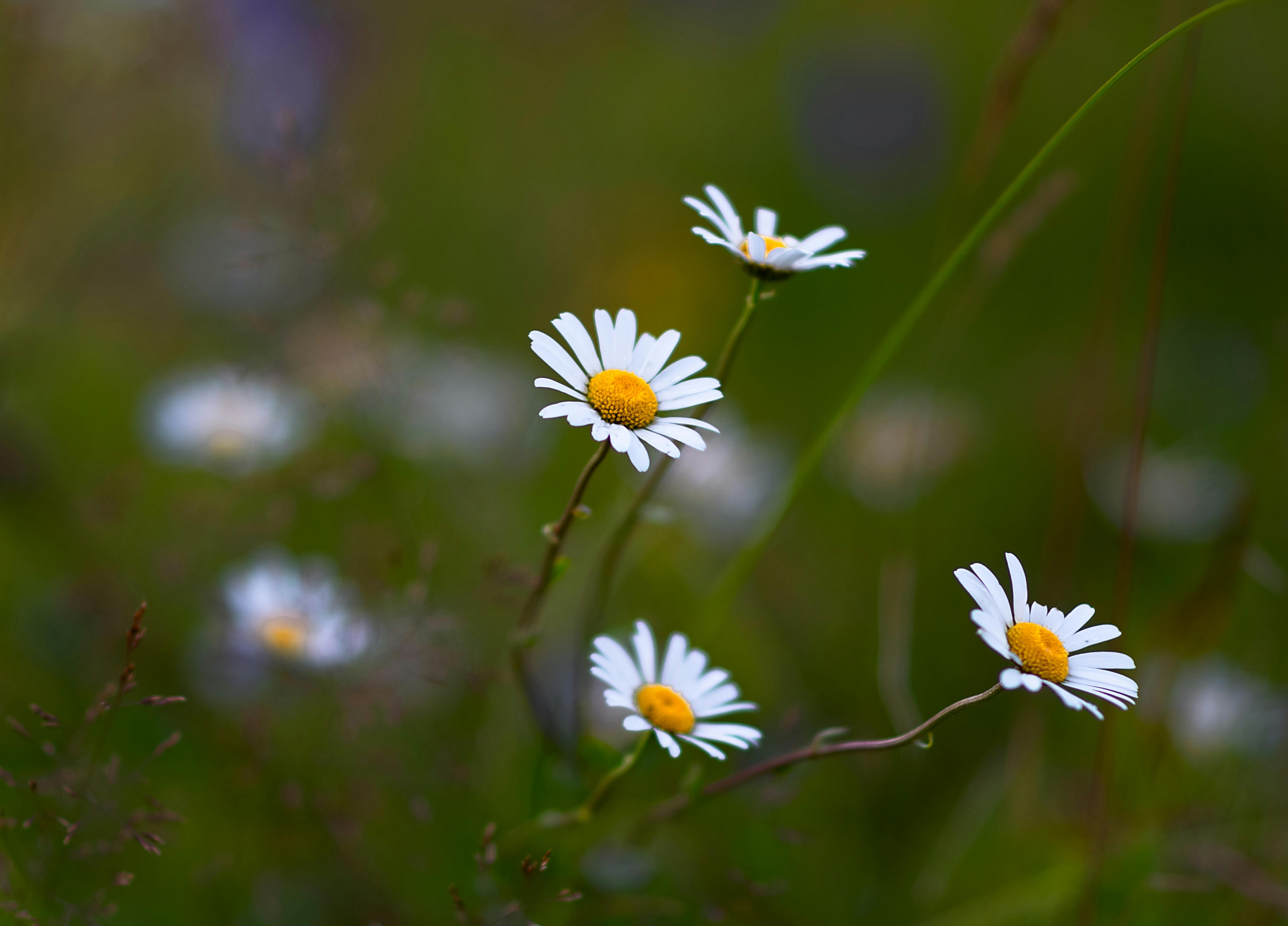 Delicate Daisies in Close-up View · Free Stock Photo