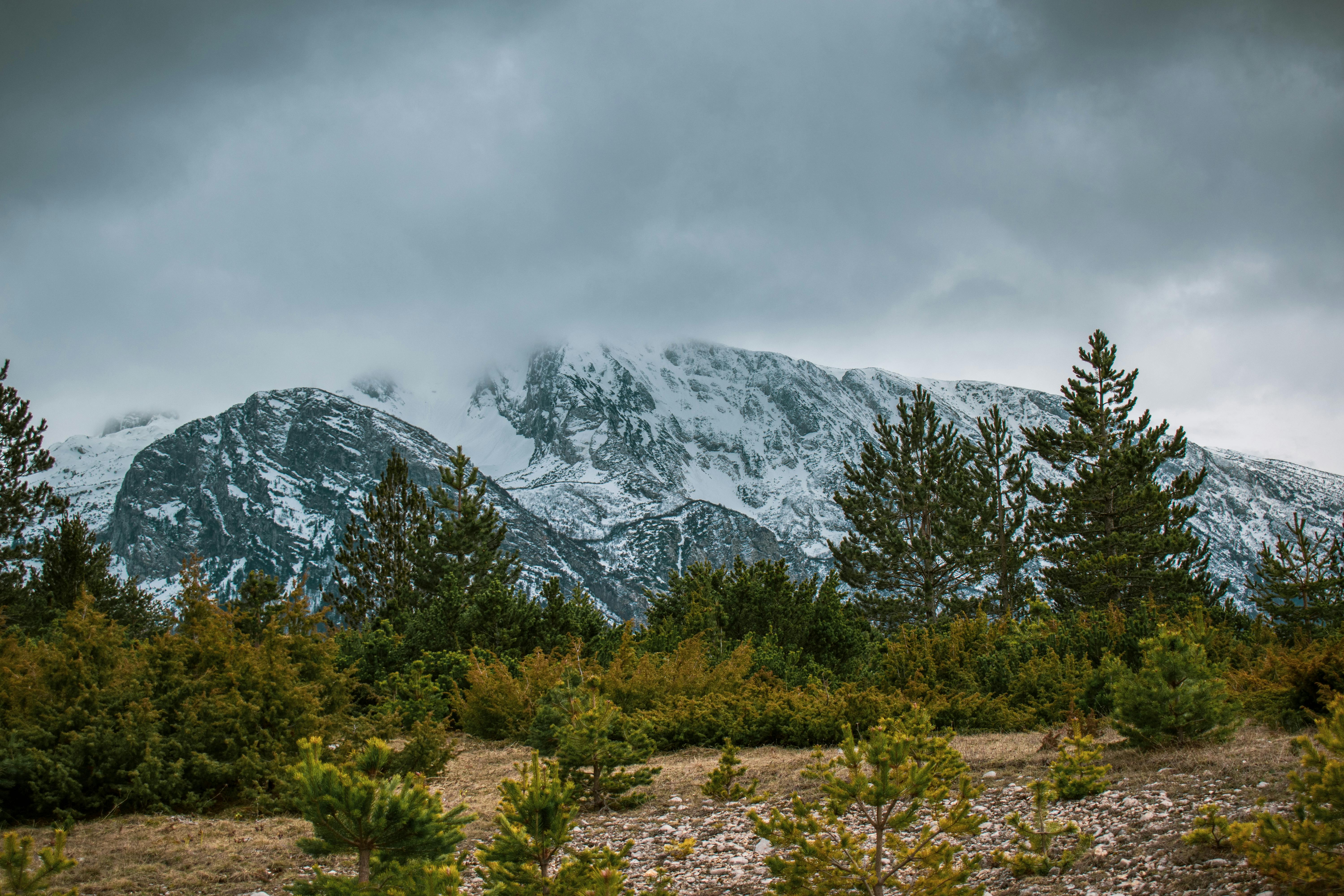 A Coniferous Forest in the Mountains · Free Stock Photo