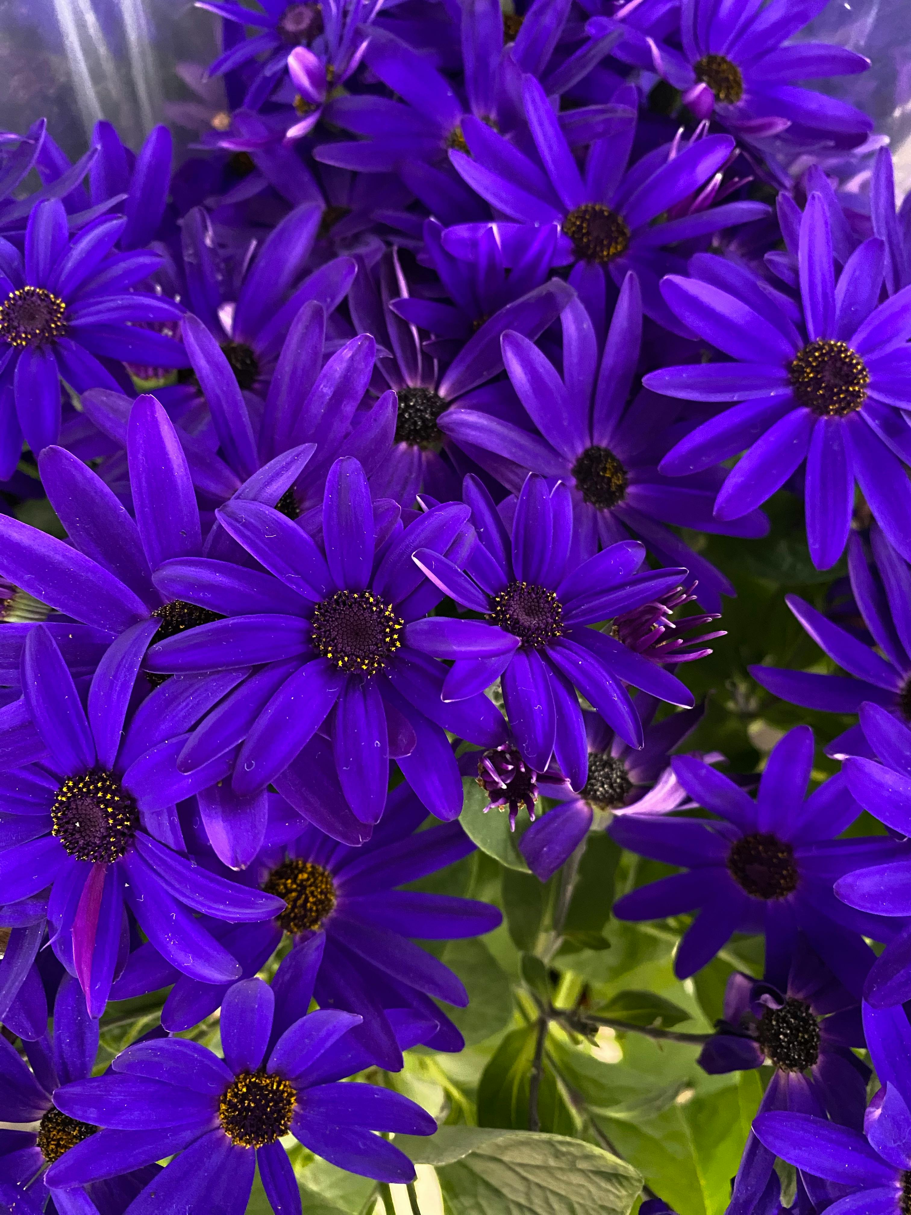 Sohail Qureshi - Photographie