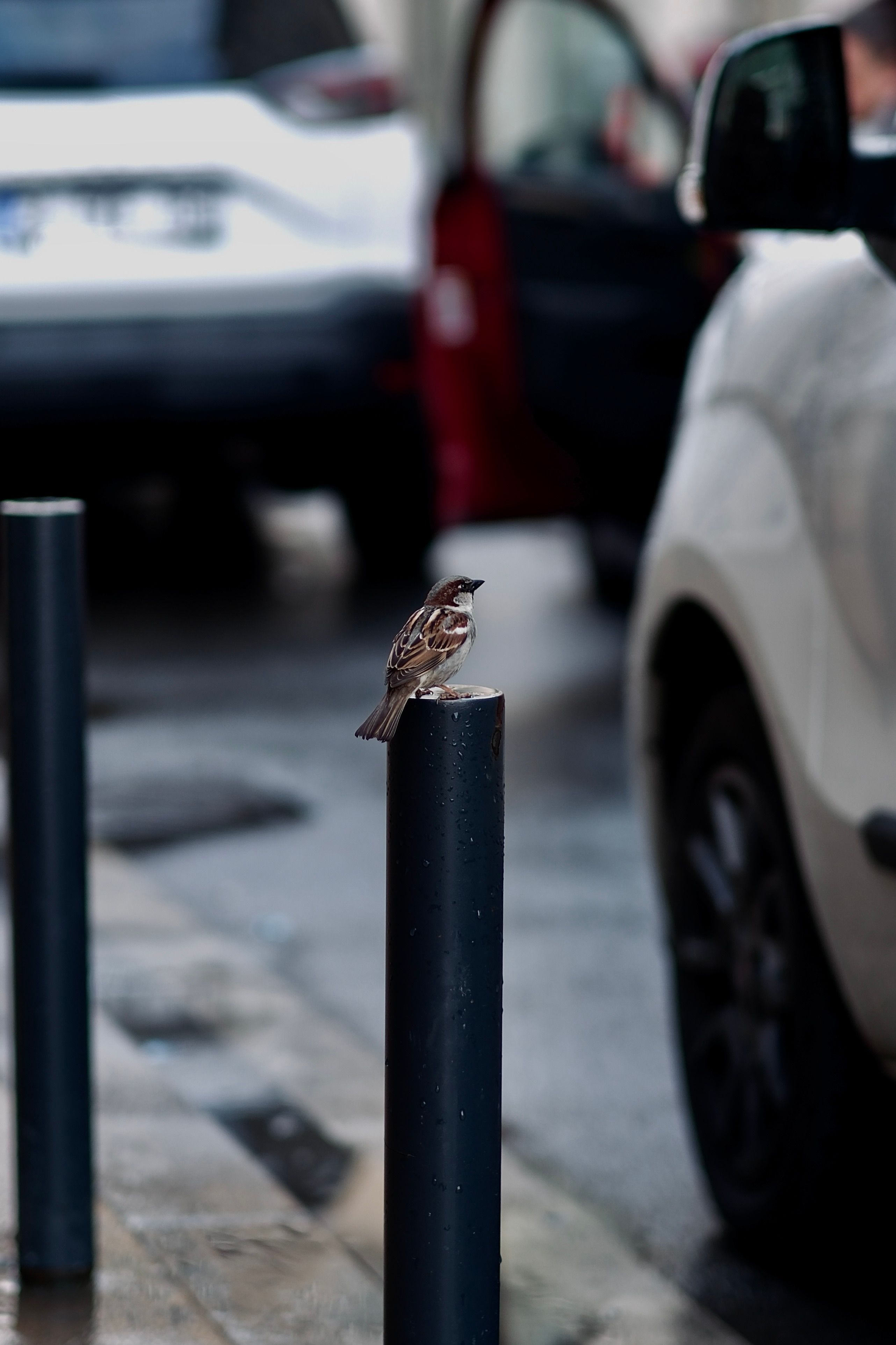 A Sparrow on a Street Bollard · Free Stock Photo