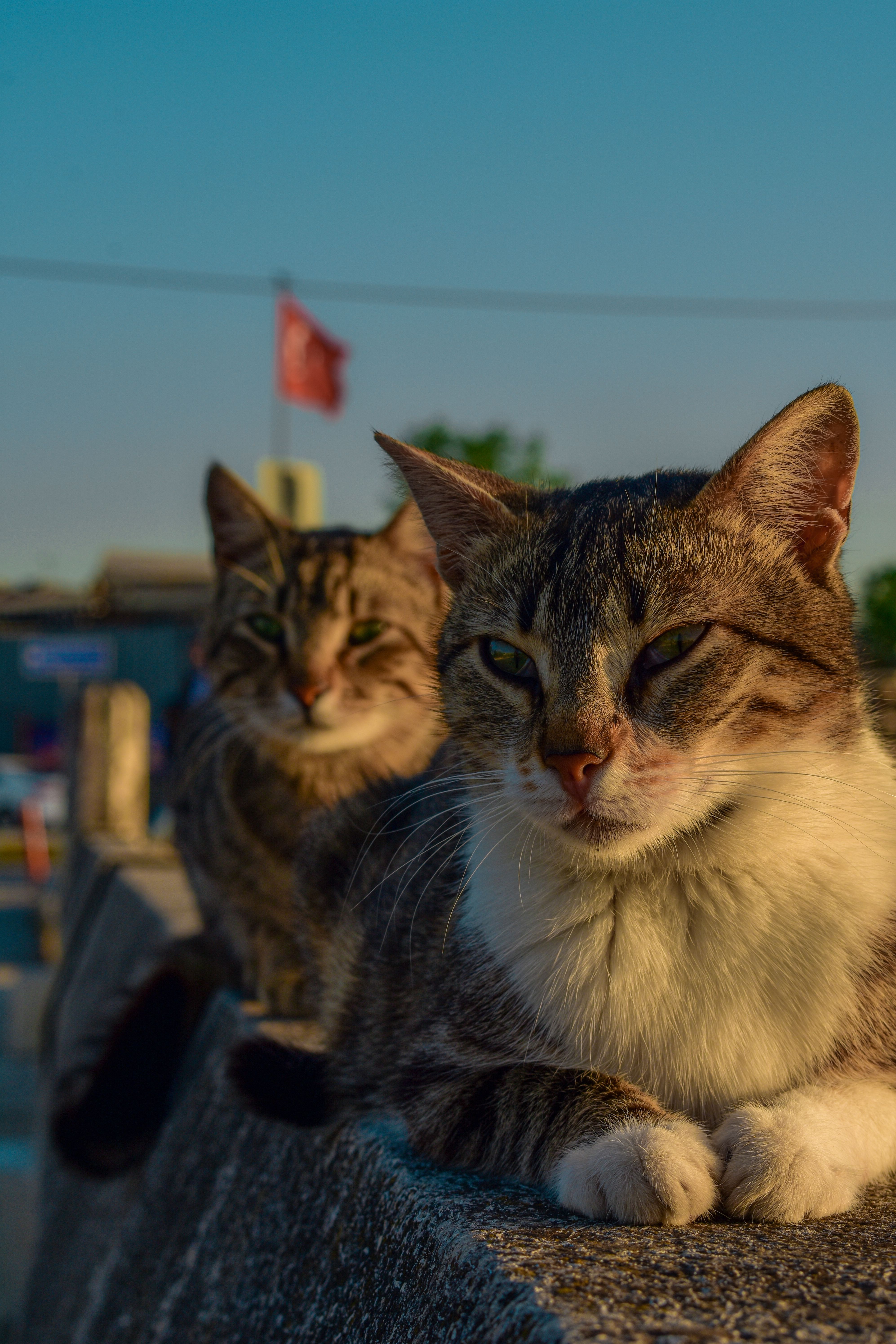 Meme Cats Photos, Download The BEST Free Meme Cats Stock Photos & HD Images