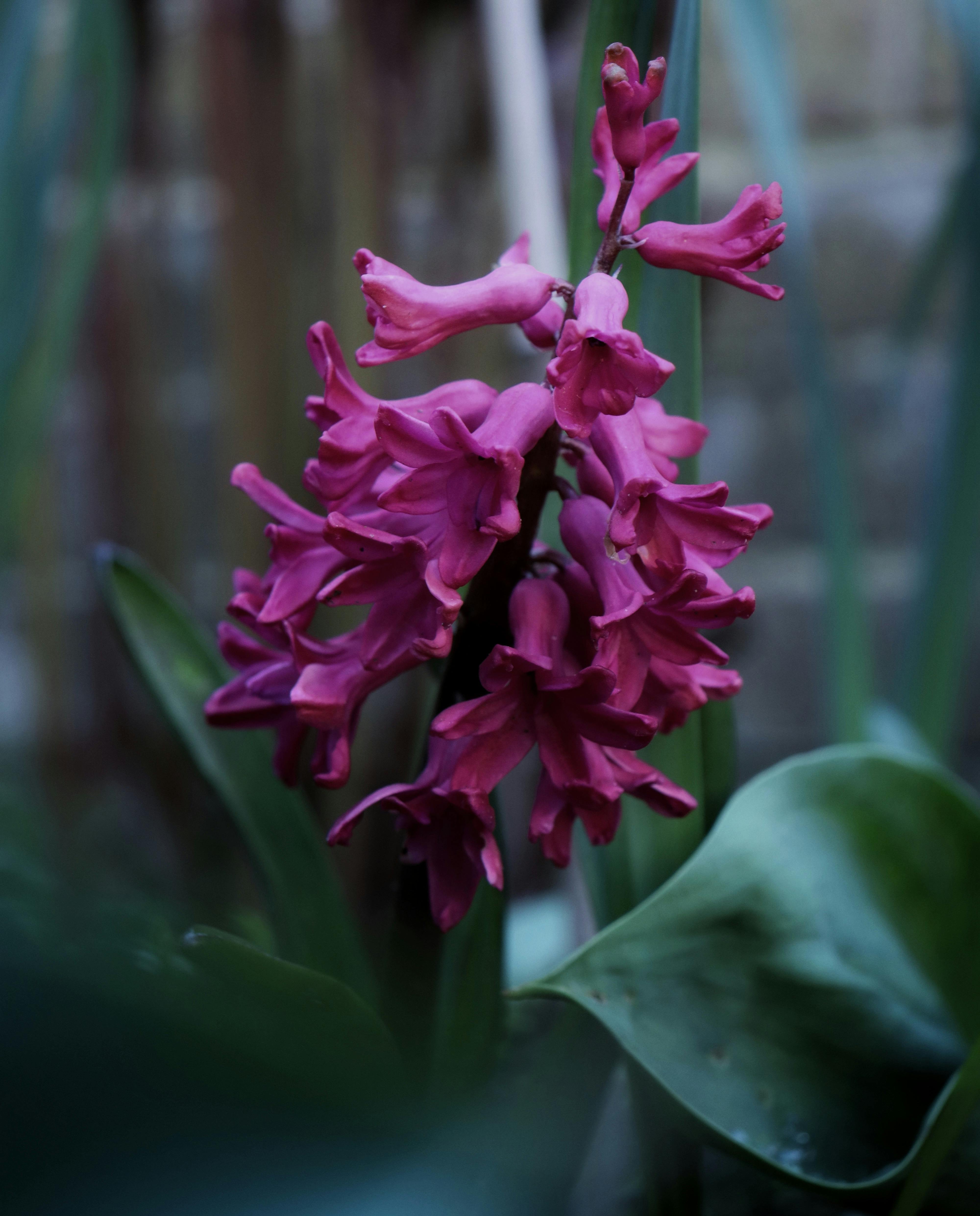 Close-Up Shot of Violet Hyacinth Flowers · Free Stock Photo