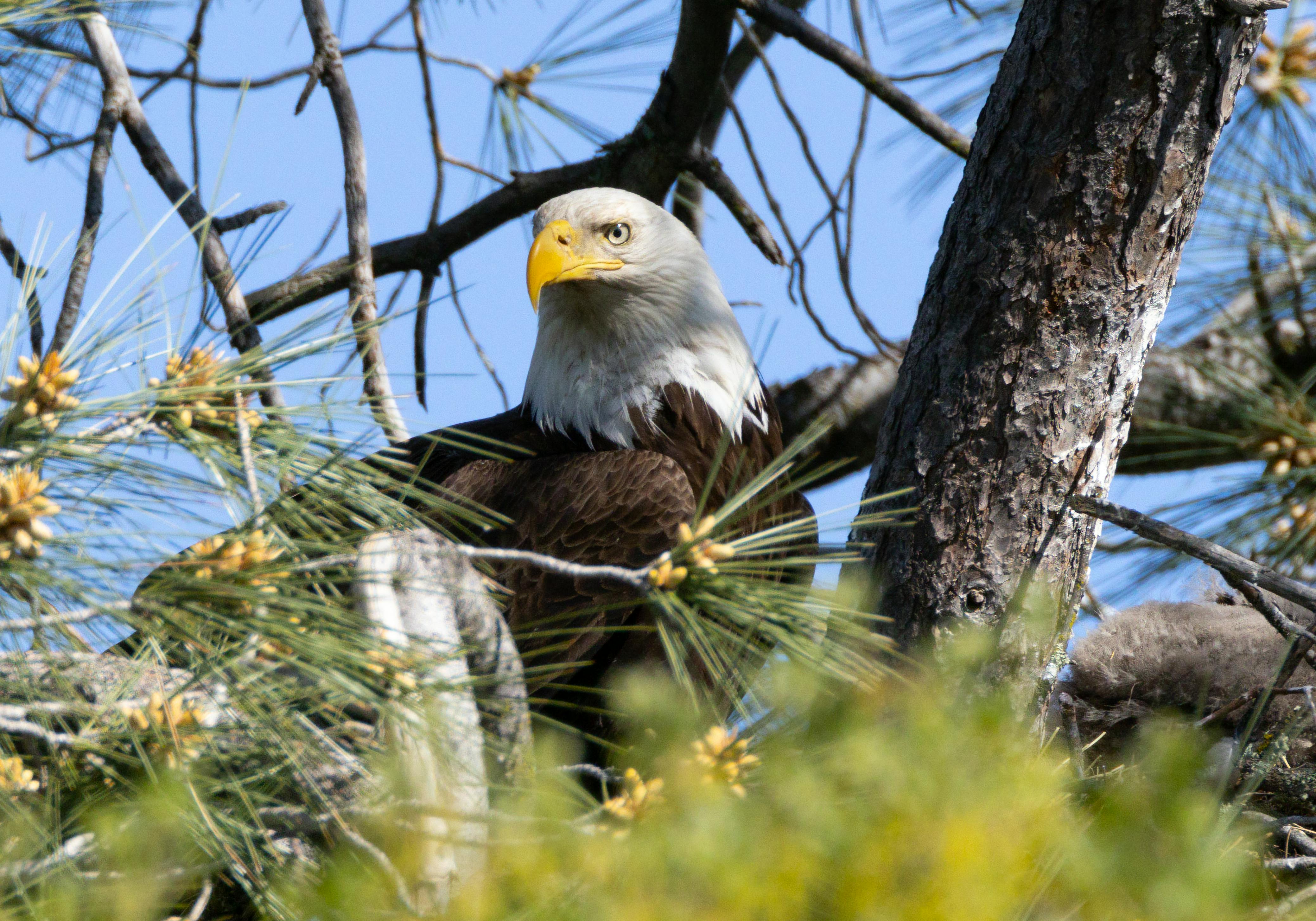 Bald Eagle Flying · Free Stock Photo