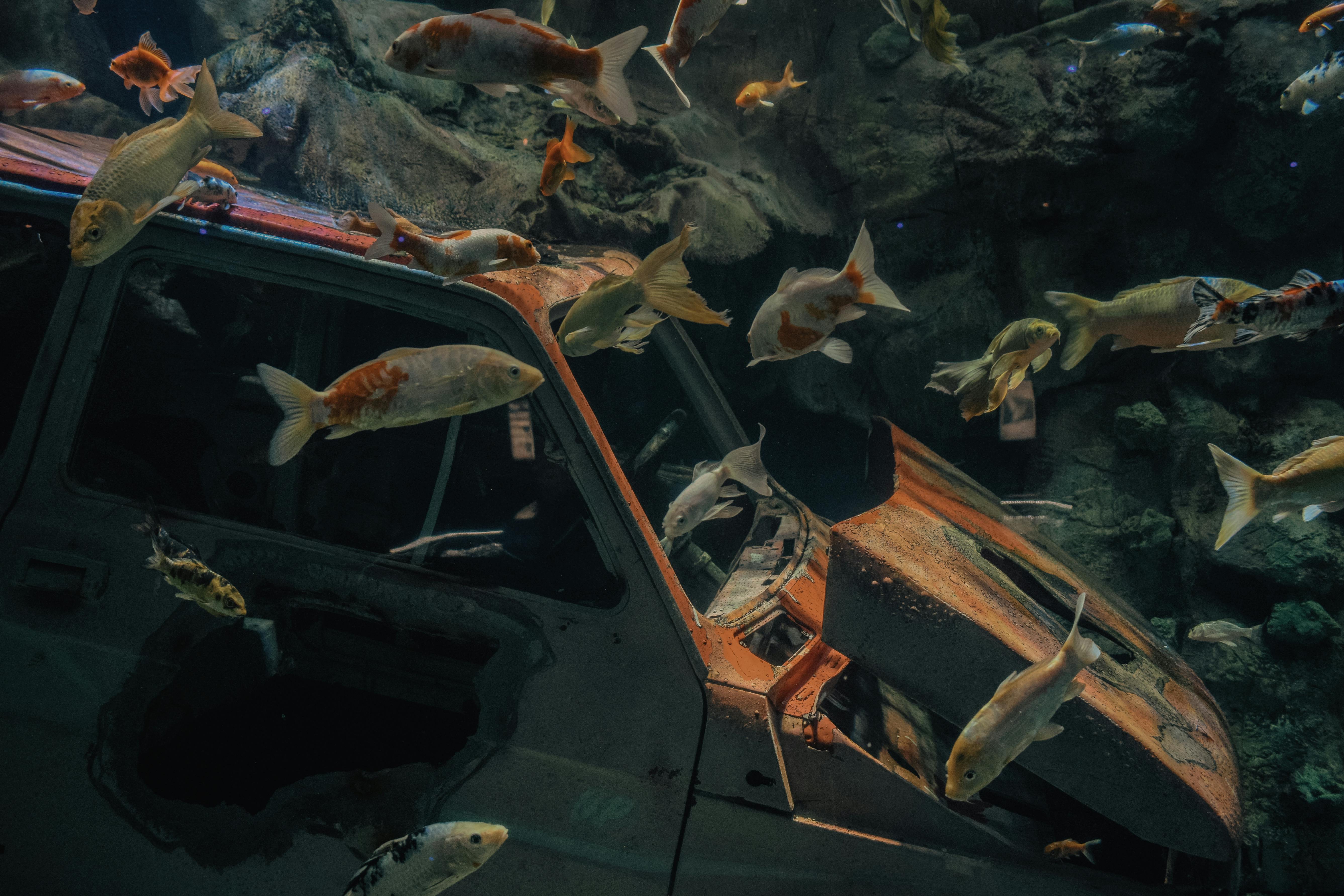 Fish Swimming Around Car Wreck on Seabed · Free Stock Photo