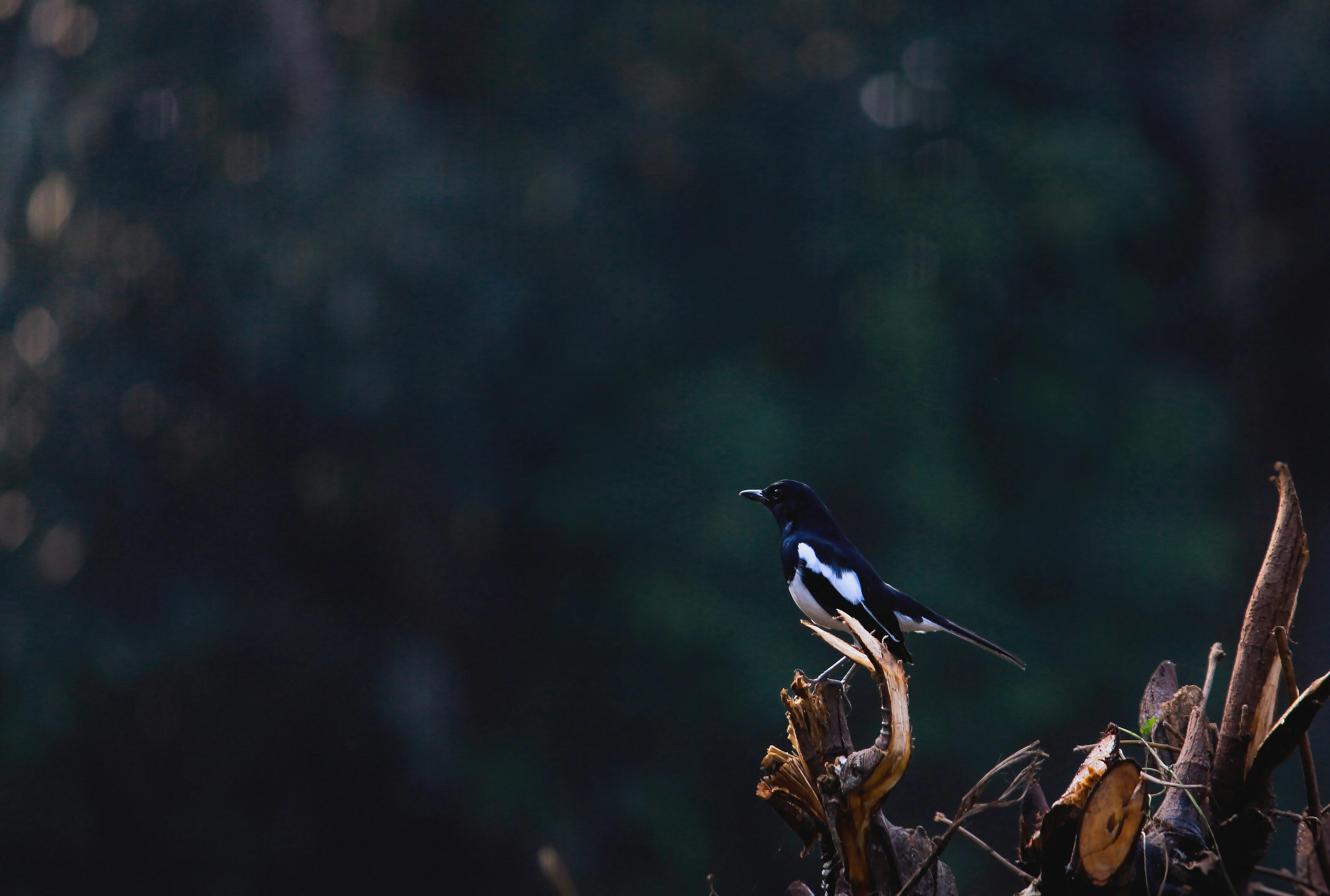 Leafy Perch Photos, Download The BEST Free Leafy Perch Stock Photos ...