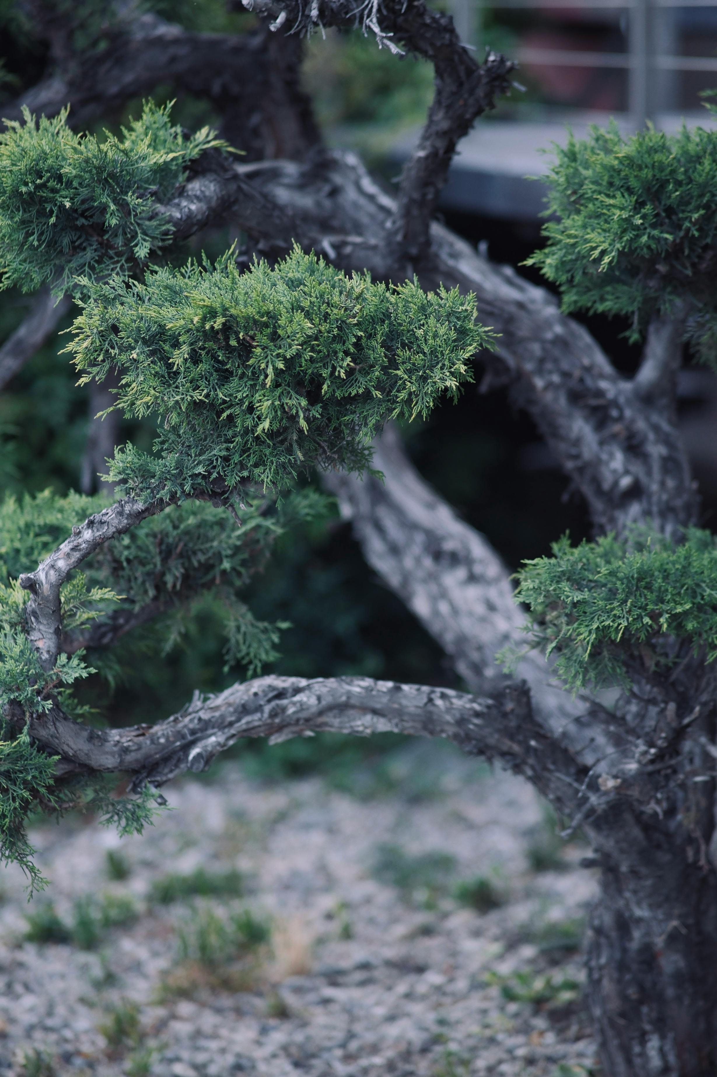 Code Branches Photos, Download The BEST Free Code Branches Stock Photos ...