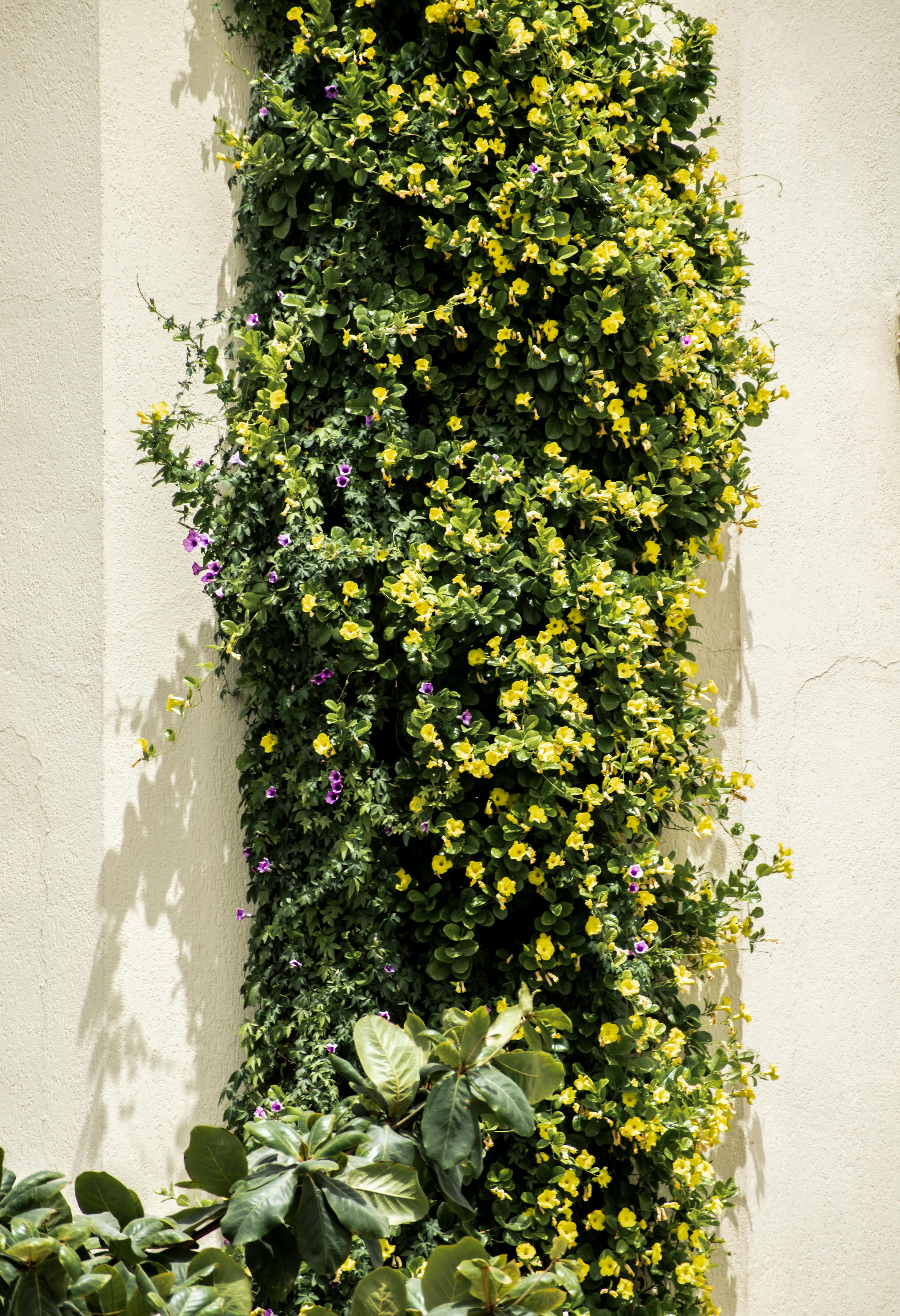 Clinging Plant with Yellow Flowers on Wall · Free Stock Photo
