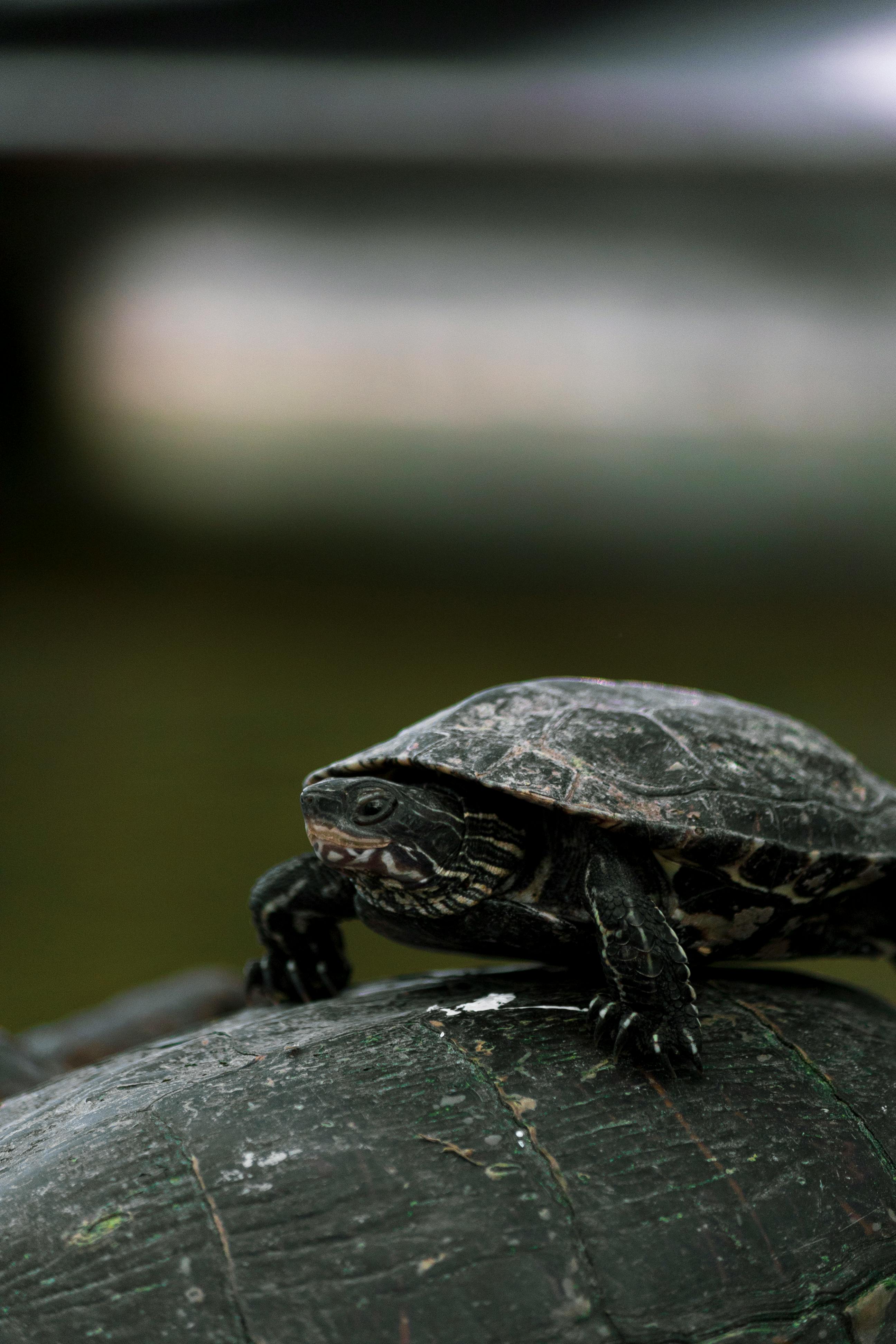Close up of Turtle · Free Stock Photo