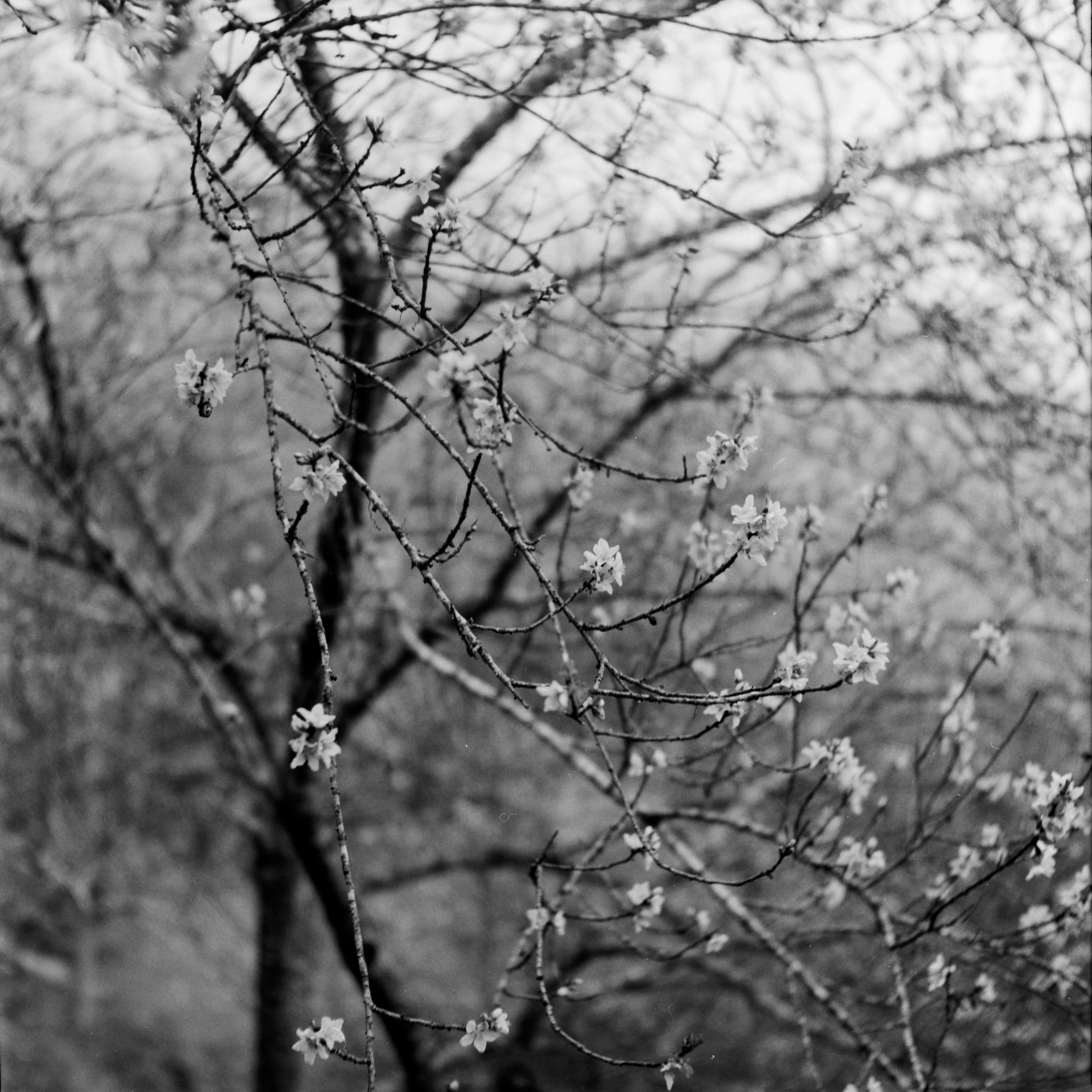 Spring Blossoms on Branches in Black and White · Free Stock Photo